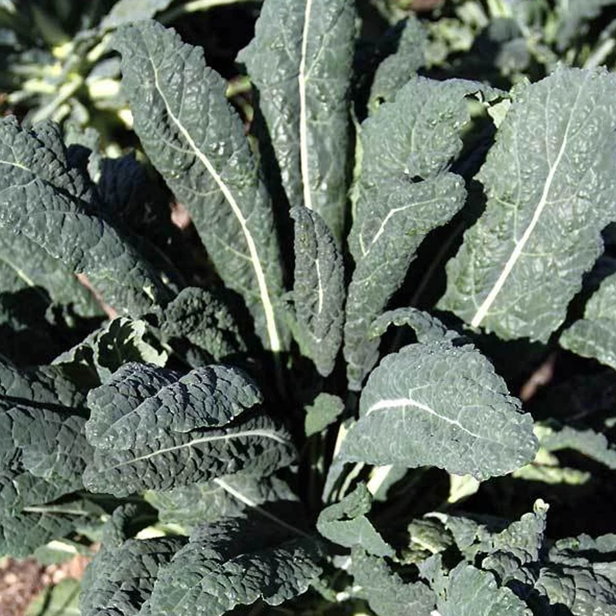 Organic Lacinato Kale - 1/4 LB ~32,000 Seeds - Non-GMO, Open Pollinated ...