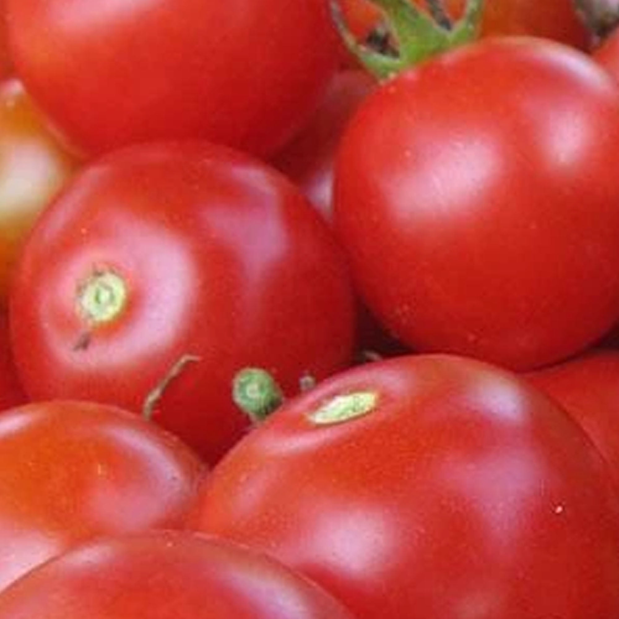 Organic Large Red Cherry Tomato - 1 LB Bulk ~160,000 Seeds - Organic ...