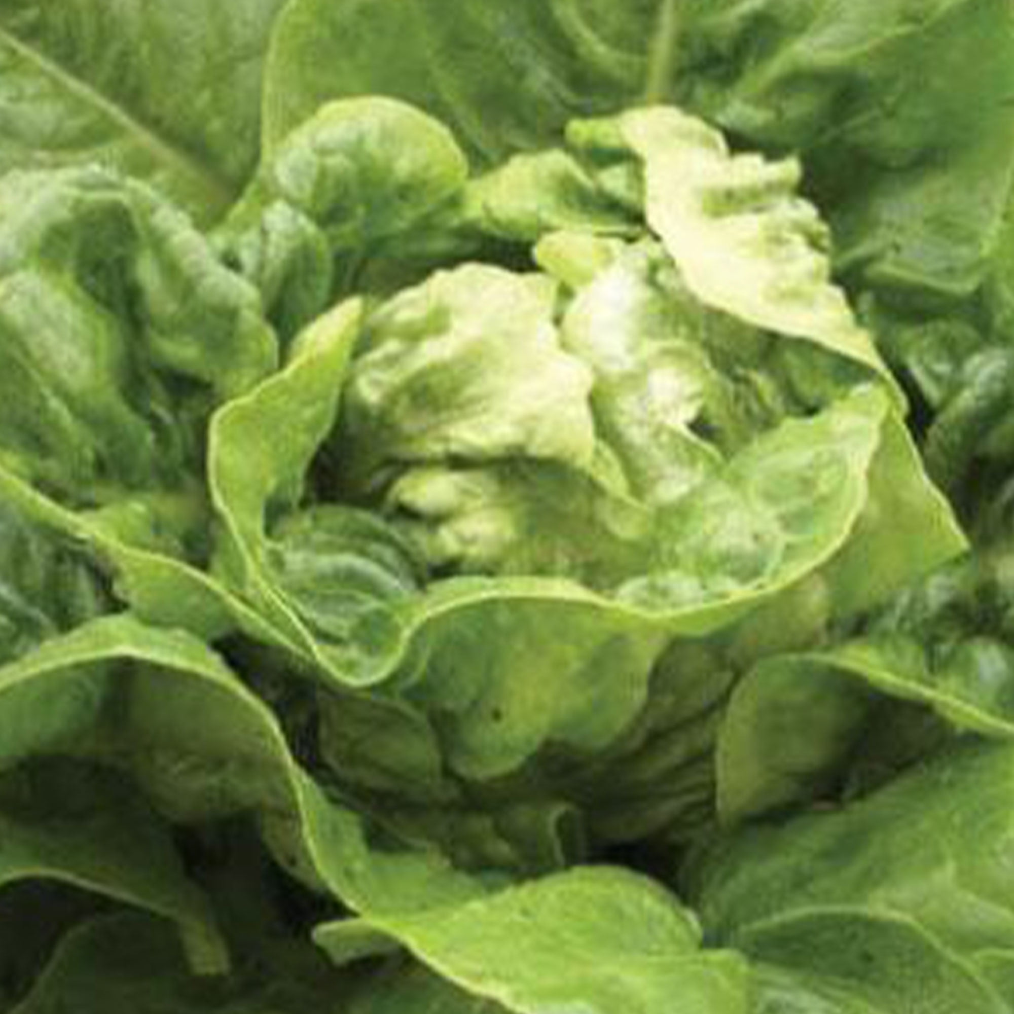 Organic Little Gem Lettuce Seeds - 1 OZ ~25,000 Seeds - Organic ...