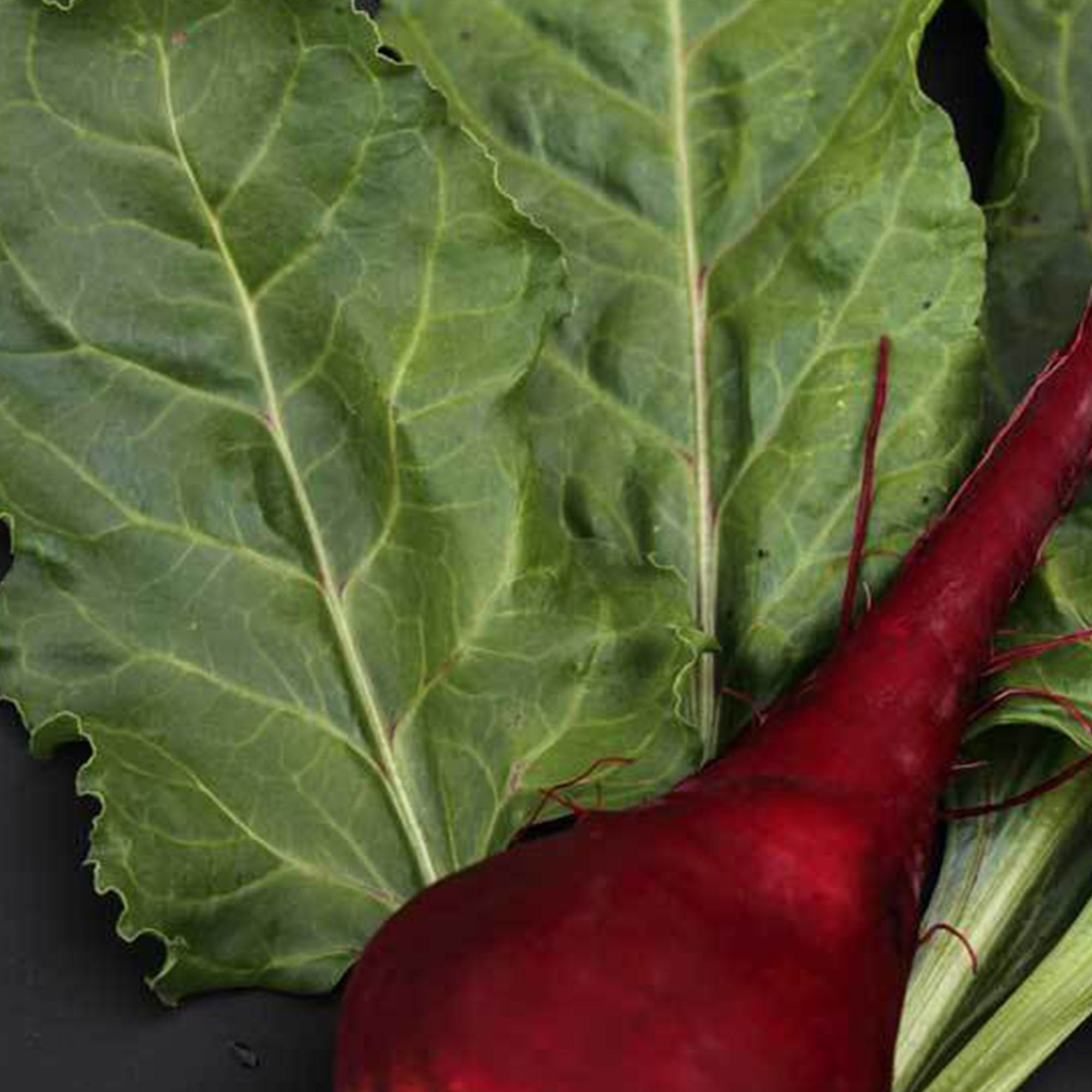 Organic Lutz Green Leaf Beet Seeds - 1 LB Bulk ~24,000 Seeds- Non-GMO ...