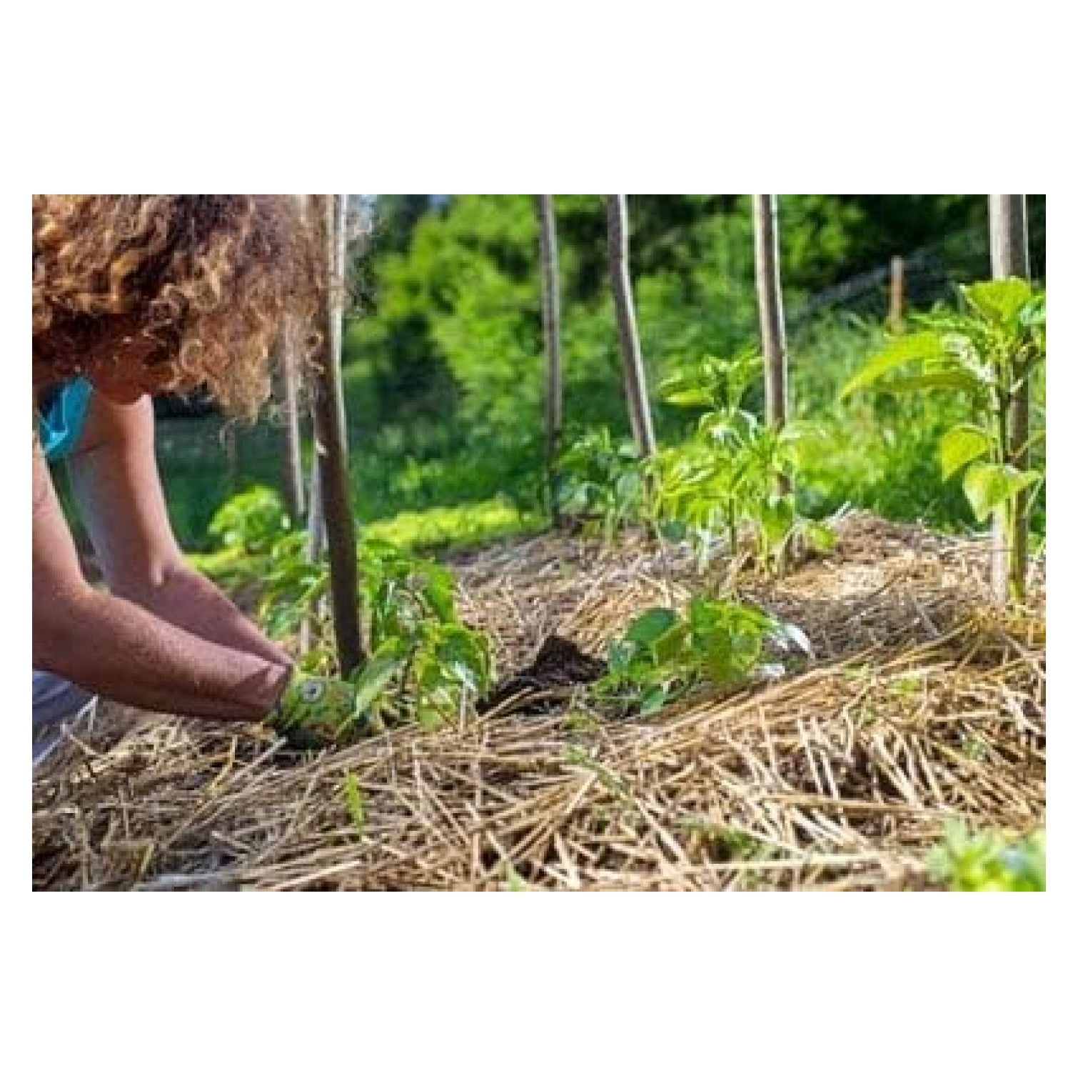 Organic Matter Garden Straw (5lb) Straw Mulch for Gardens, Yard ...