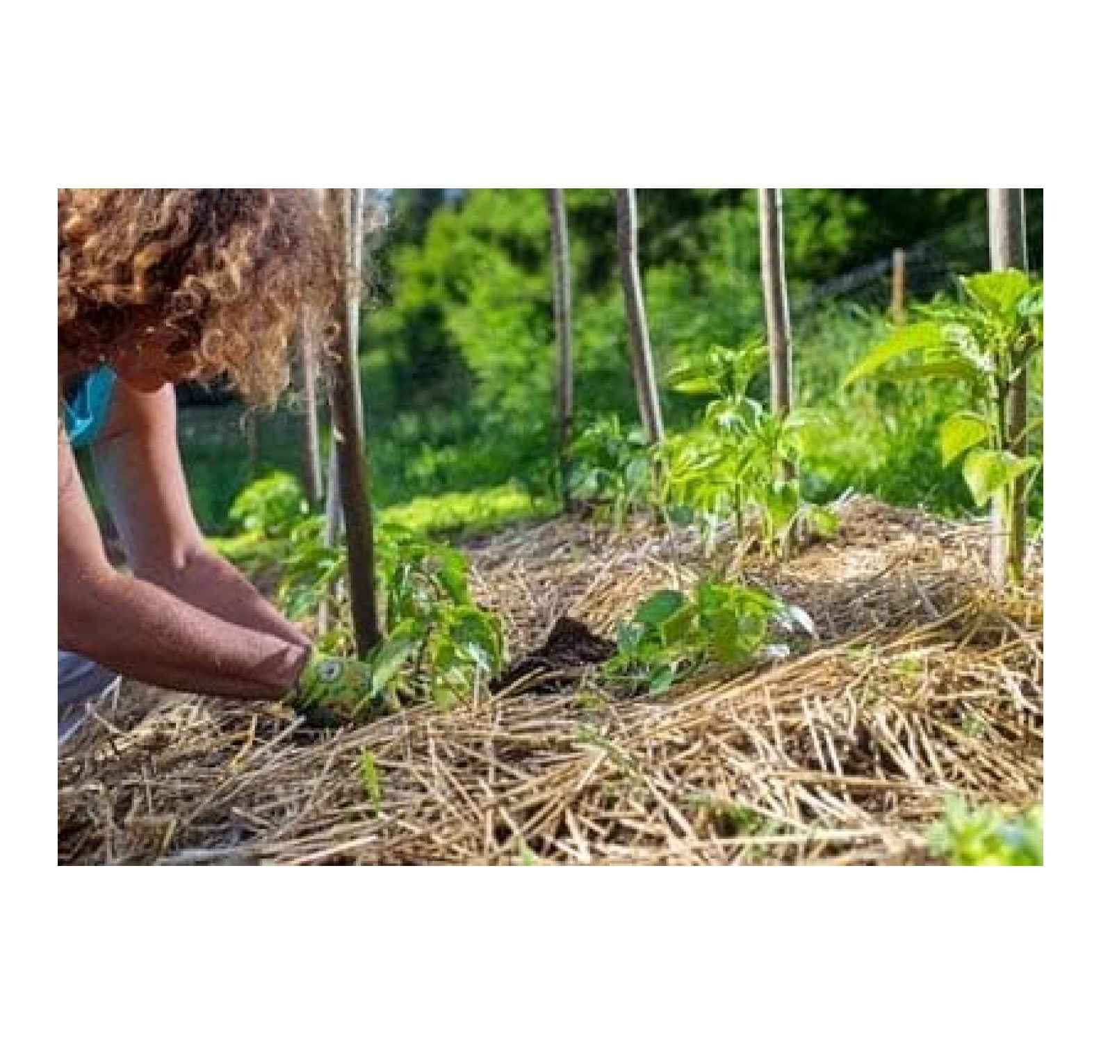 Organic Matter Garden Straw (5lb) Straw Mulch for Gardens, Yard ...