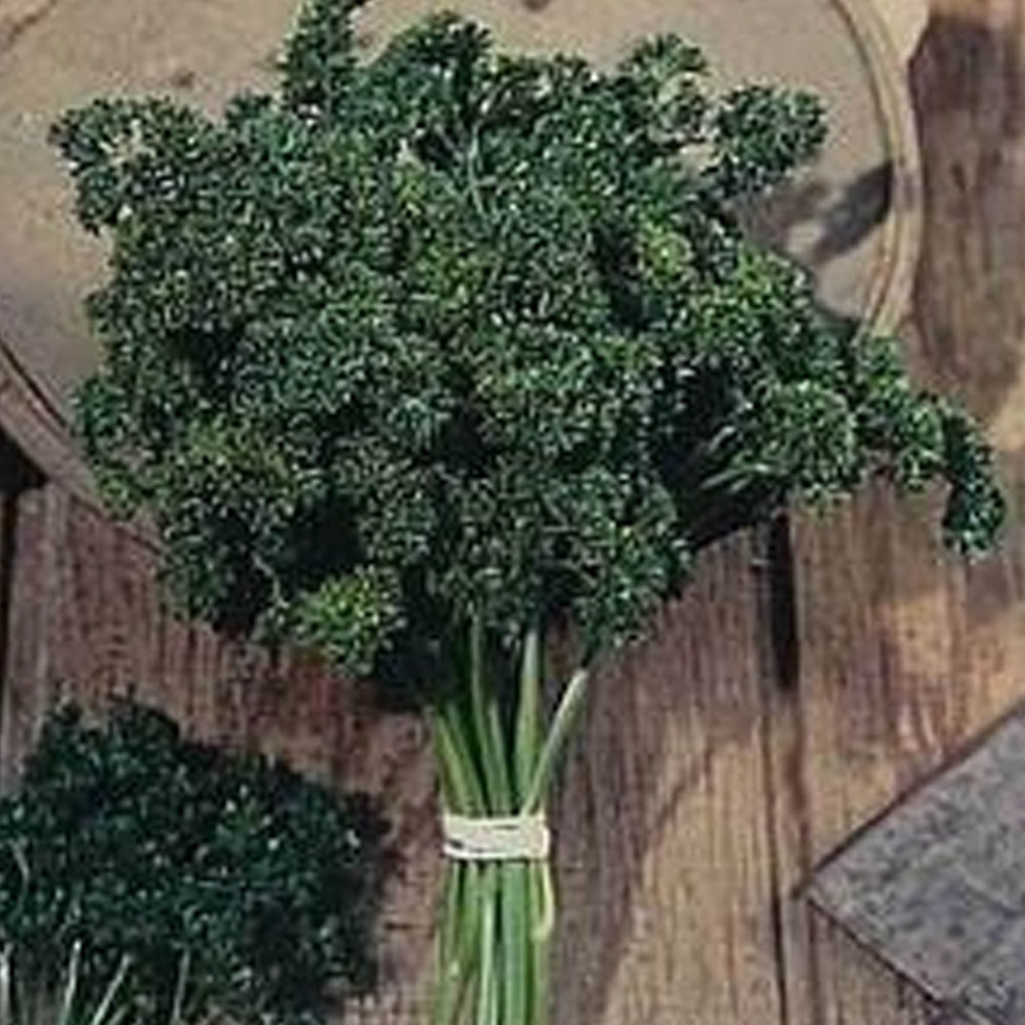 Organic Moss Curled Parsley Seeds - 1 g ~500 Seeds - Organic, Heirloom ...