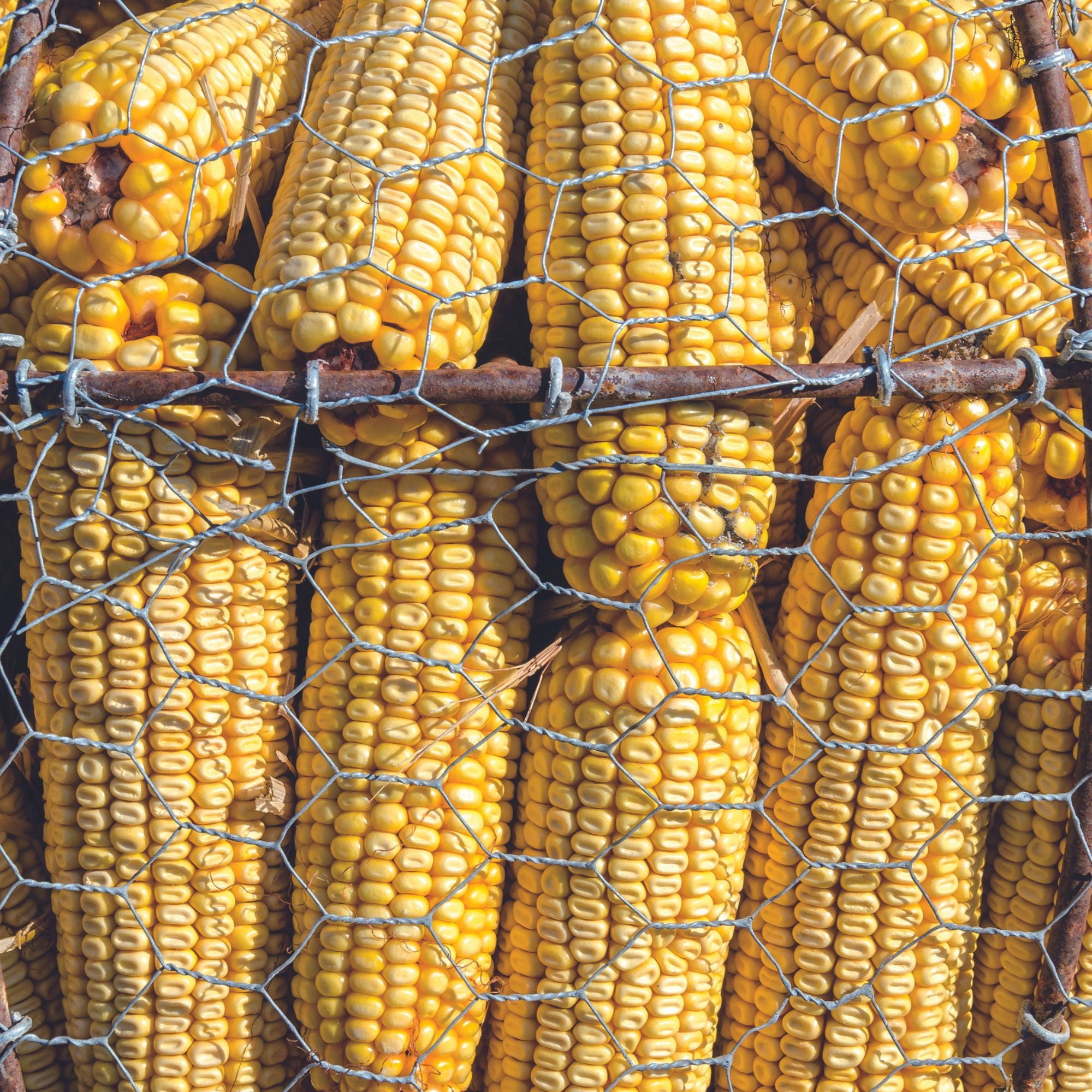 Organic Northstine Dent Corn 4 Oz ~340 Seeds – Non-GMO, Open-Pollinated ...