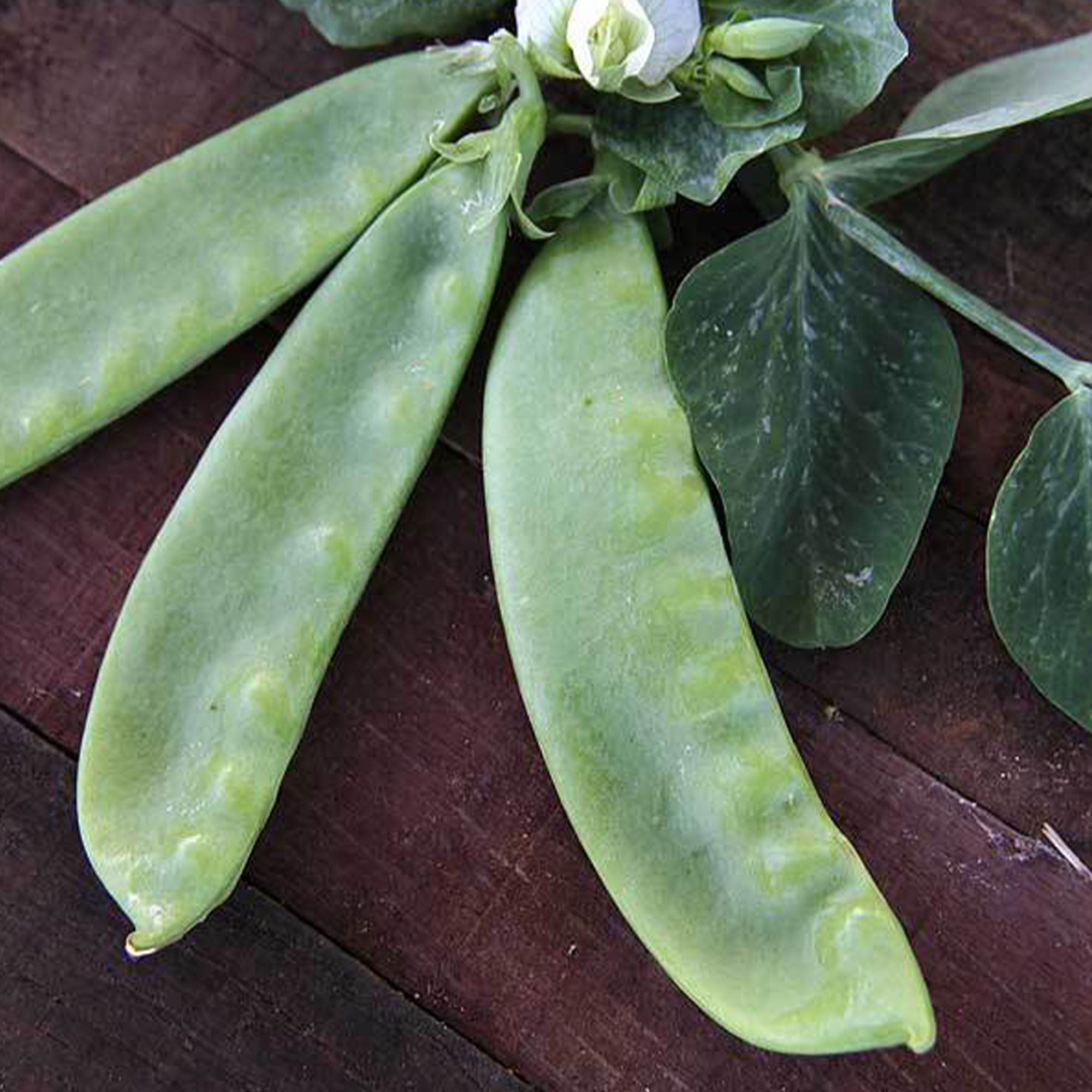 Organic Oregon Giant Peas - 1 LB ~2,000 Seeds - Organic, Heirloom, Open ...