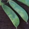 Organic Oregon Sugar Pod II Pea - 1/4 LB ~500 Seeds - Non-GMO, Open ...