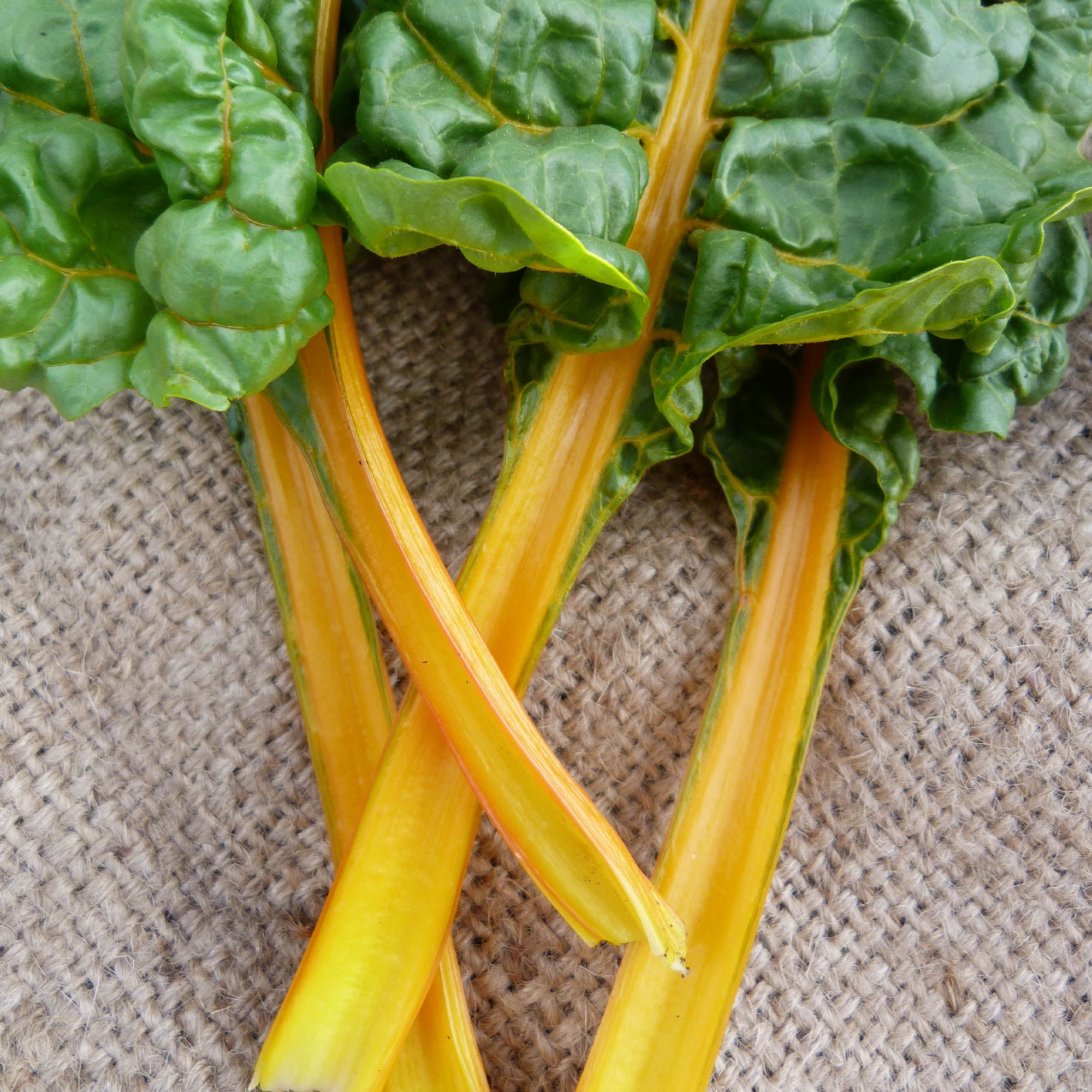 Organic Oriole Orange Swiss Chard - 1/4 LB ~6,000 Seeds - Organic ...