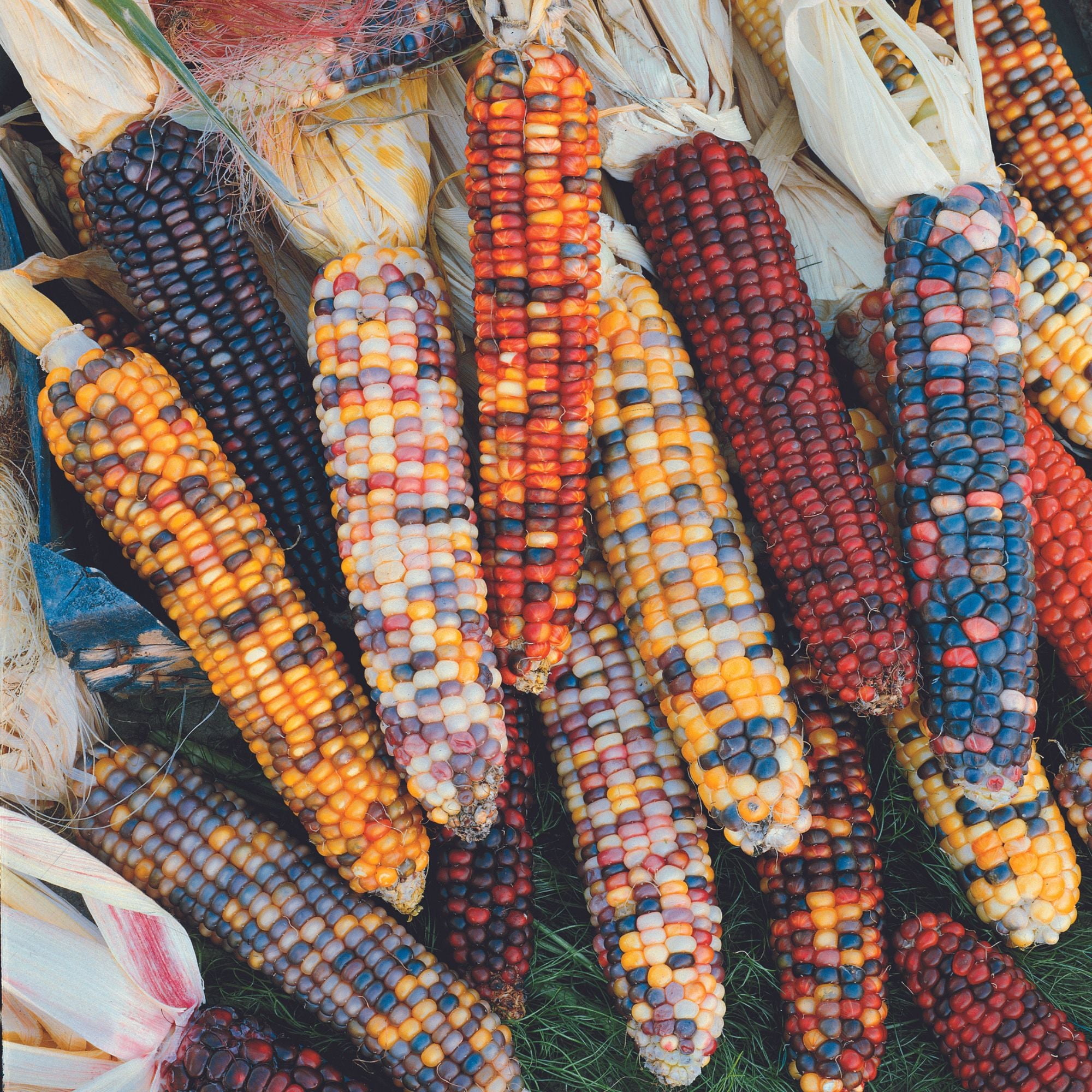 Organic Painted Hills Corn 10g ~52 Seeds – Non-GMO, Open-Pollinated ...