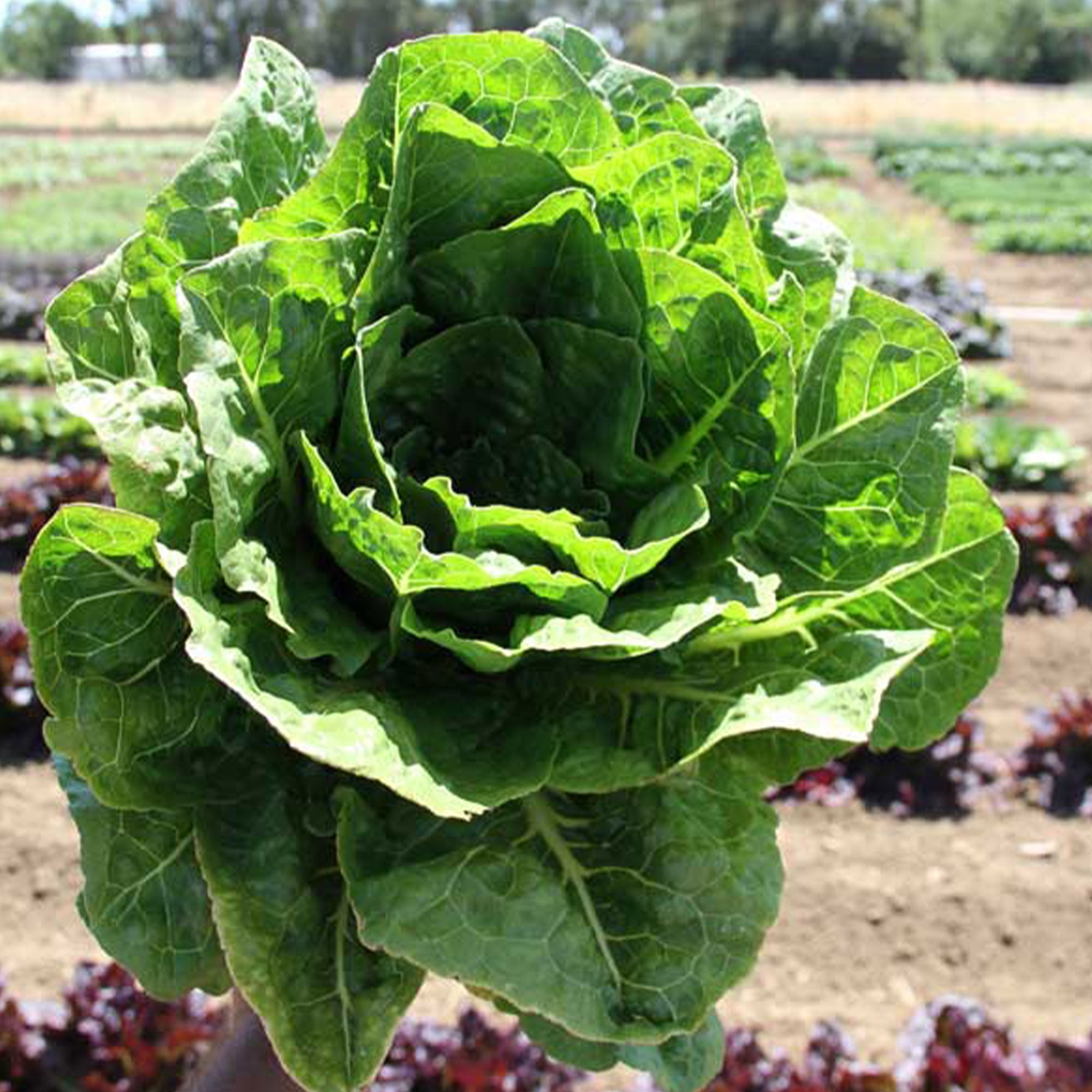 Organic Parris Island Cos Lettuce - 1 OZ ~25,000 Seeds - Organic ...