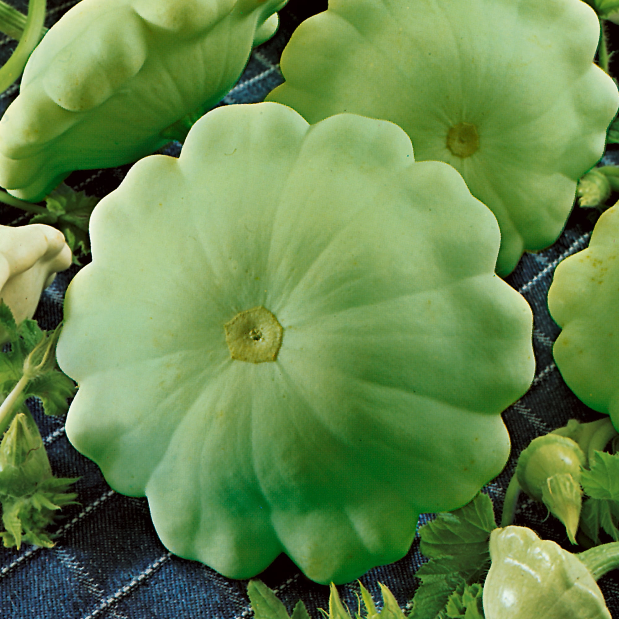 Organic Peter Pan F1 Hybrid Summer Squash Seeds - 4 g Packet ~35 Seeds ...
