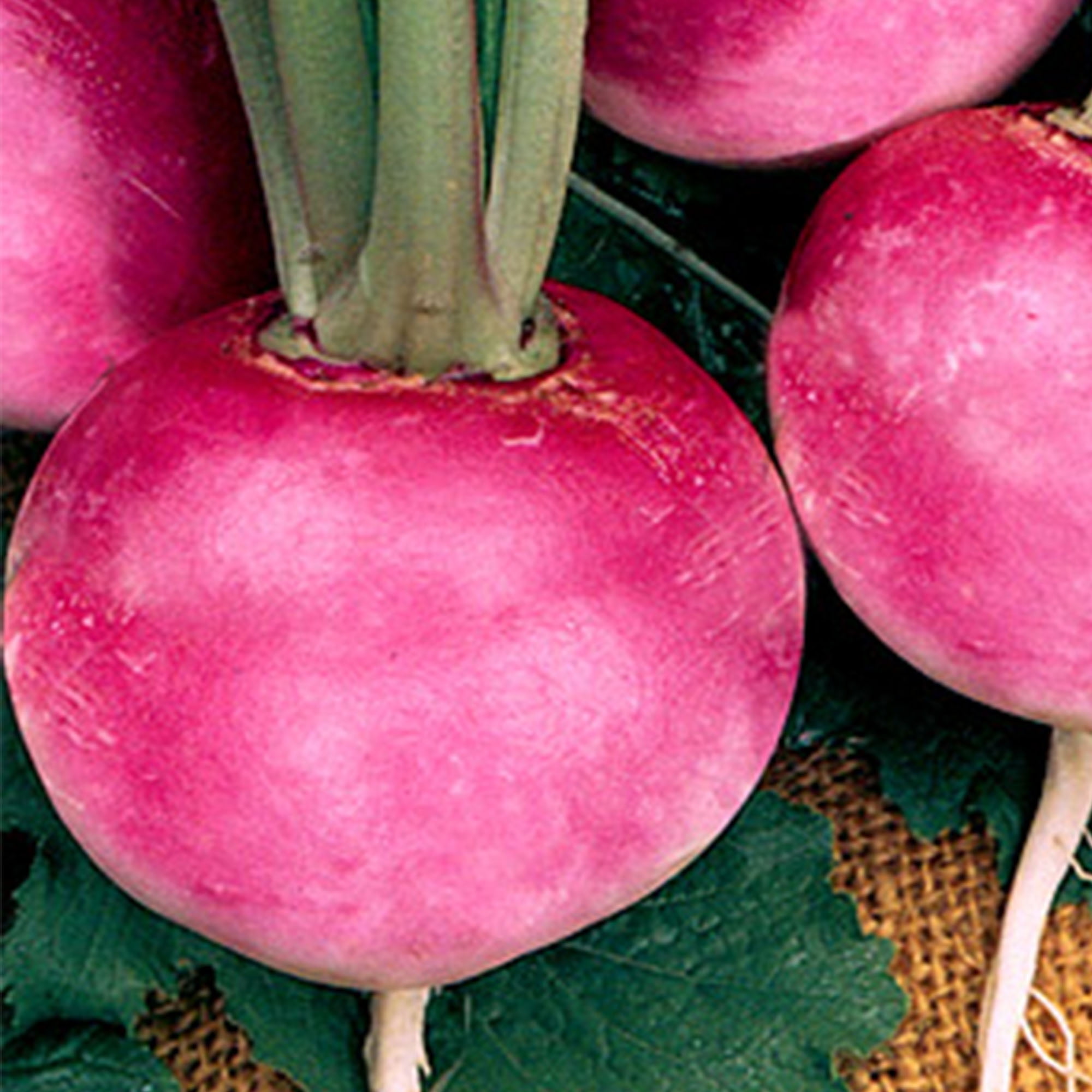 Organic Pink Beauty Radish Seeds - 5 g ~470 Seeds - Organic, Heirloom ...