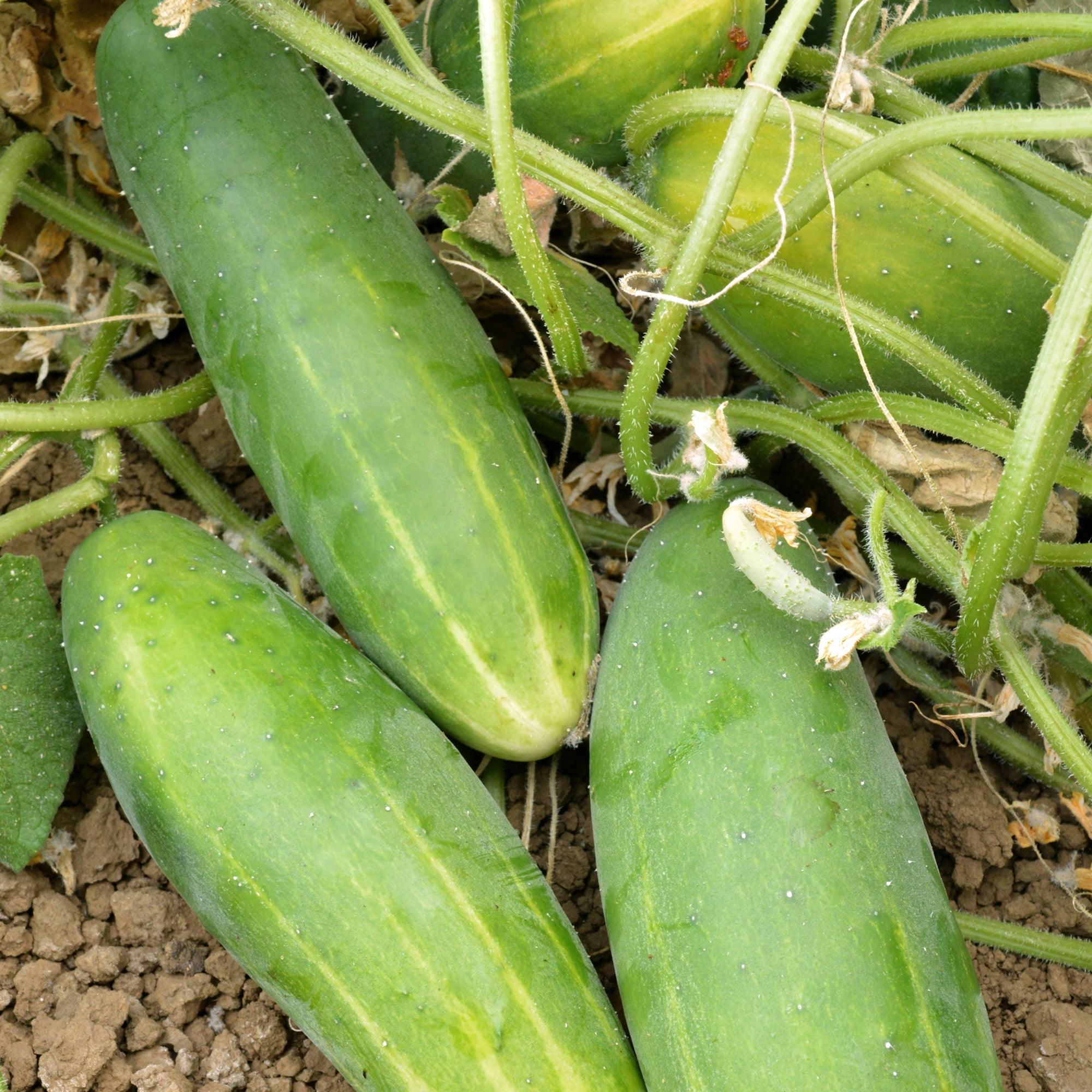 Organic Poinsett 76 Cucumber Seeds - 3 g Packet ~102 Seeds - Non-GMO, Certified Organic ...