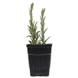 Fresh Potted Rosemary, 1 Each - Walmart.com
