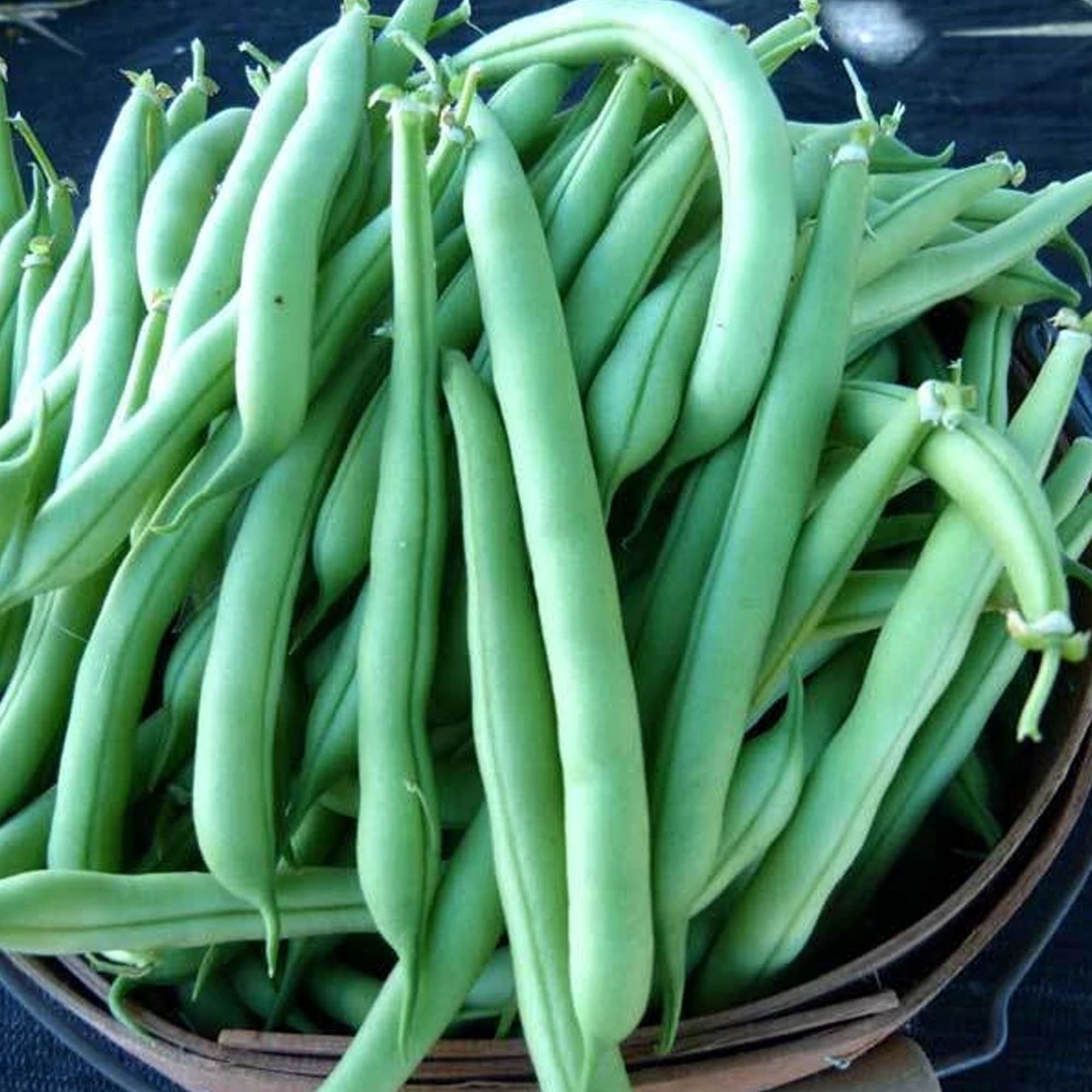 Organic Provider Bush Bean Seeds - 1/2 OZ ~50 Seeds - Non-GMO Open ...
