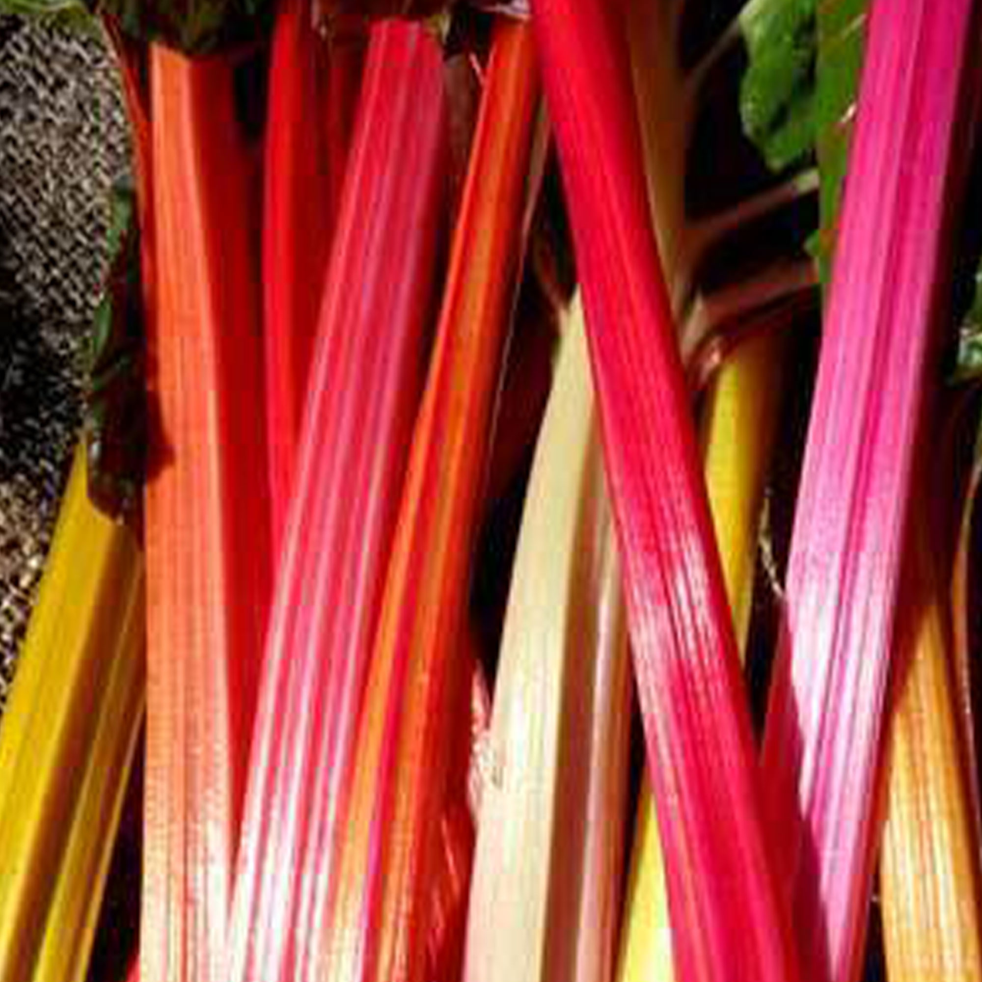 Organic Rainbow Chard Seeds - 1 OZ ~1,500 Seeds - Non-GMO, Open ...