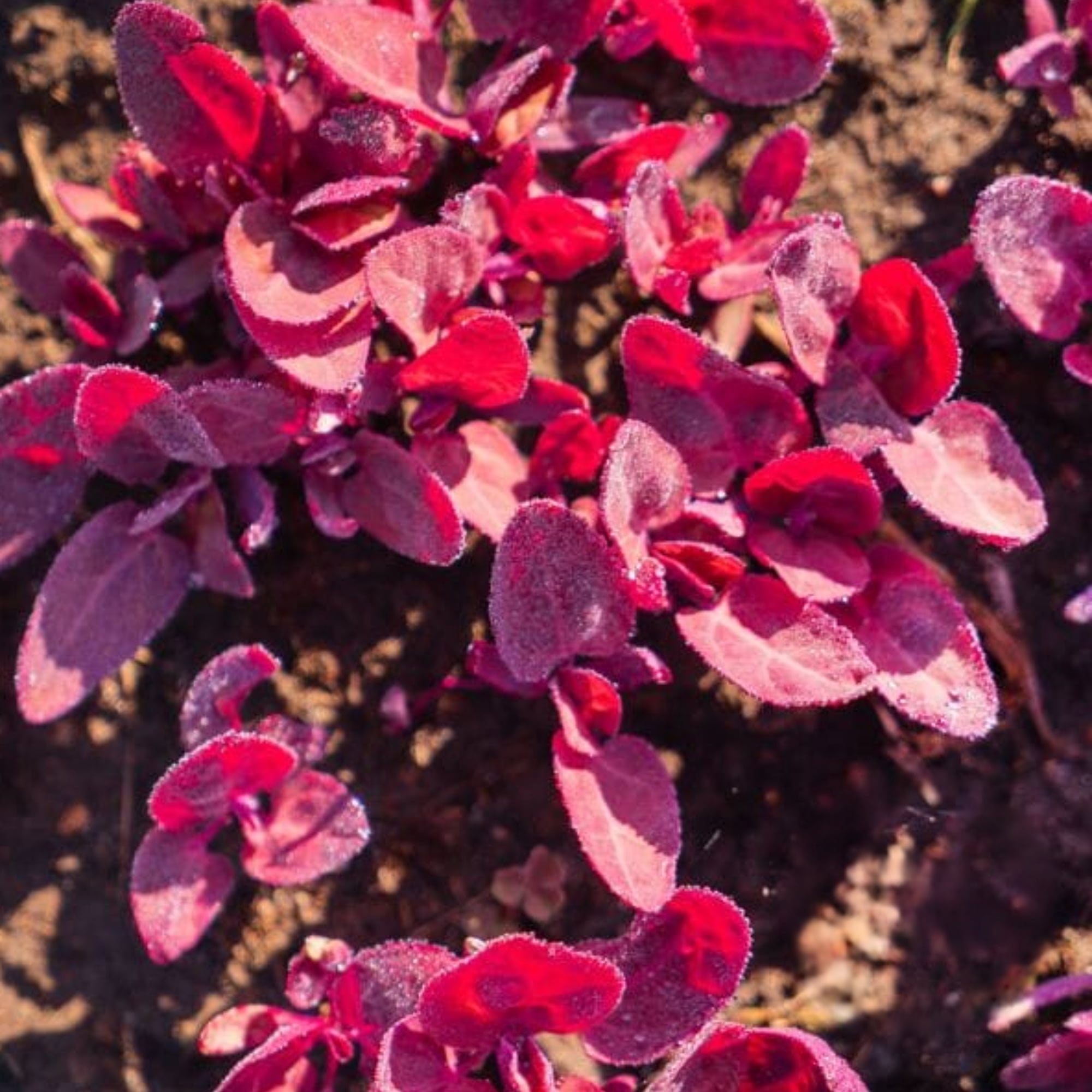 Organic Red Orach 4 Oz ~32,000 Seeds – Atriplex hortensis – Heirloom ...