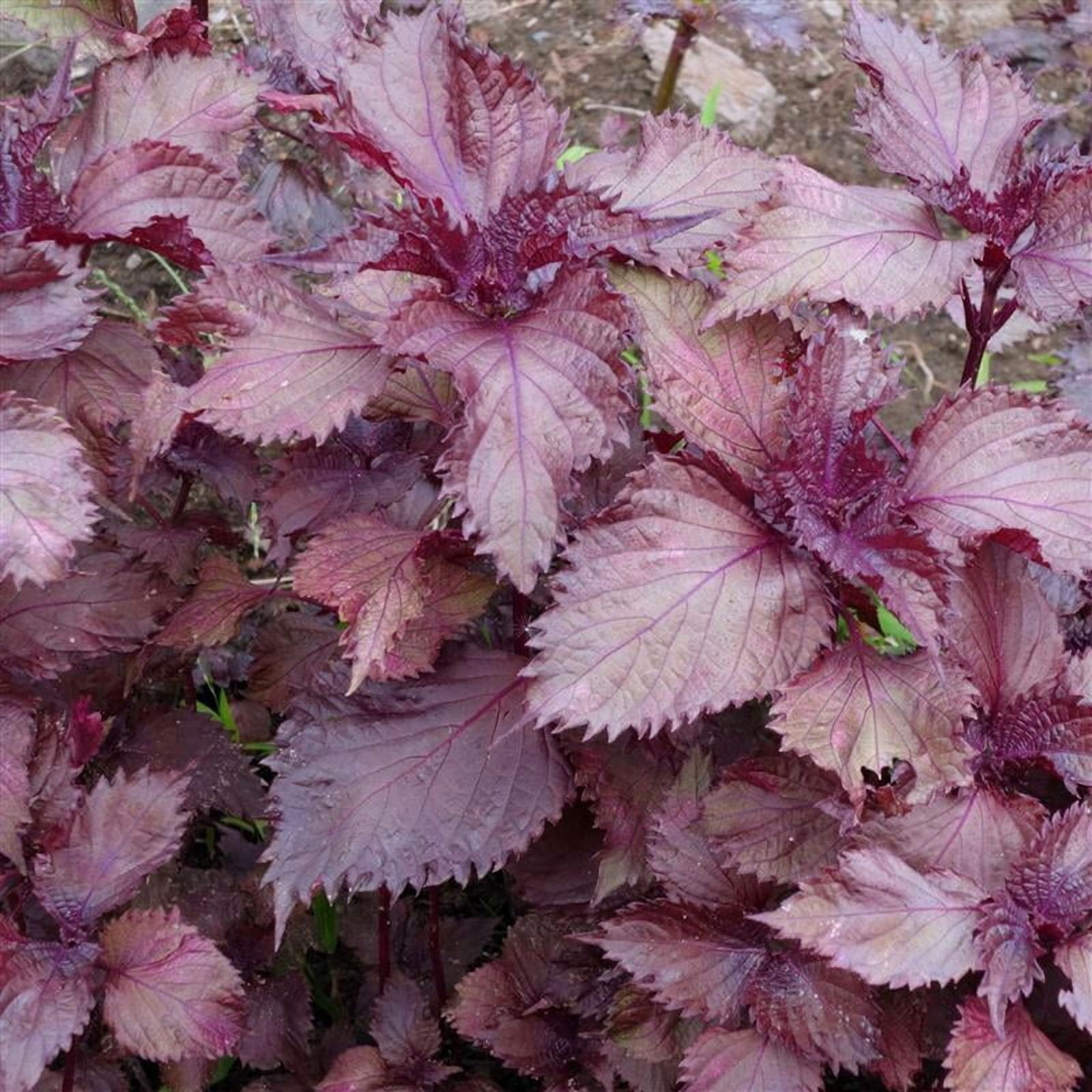 Organic Red Shiso Seed 1 Gram ~882 Seeds - Non-GMO Perilla Frutescens ...