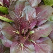 Mizuna Mustard Seeds: 1 Lb - Non-GMO Japanese Mustard Microgreens Seeds ...