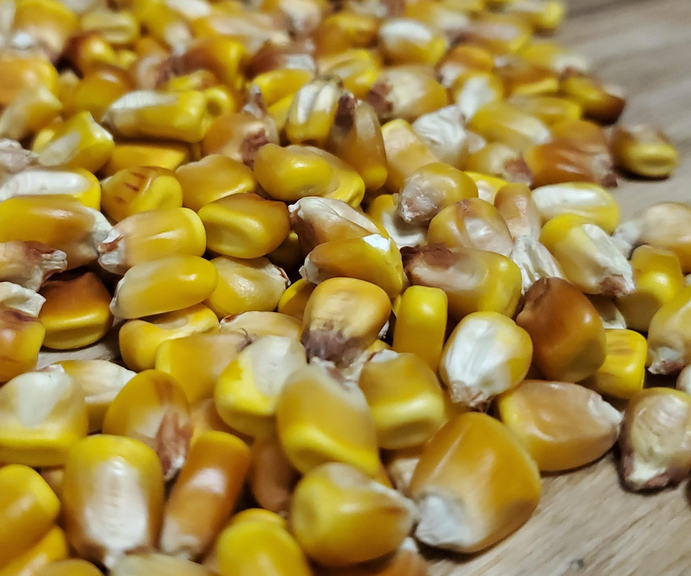 Organic Seed Corn FEV6 - Open Pollinated - Minnesota 13 5LB Direct from ...