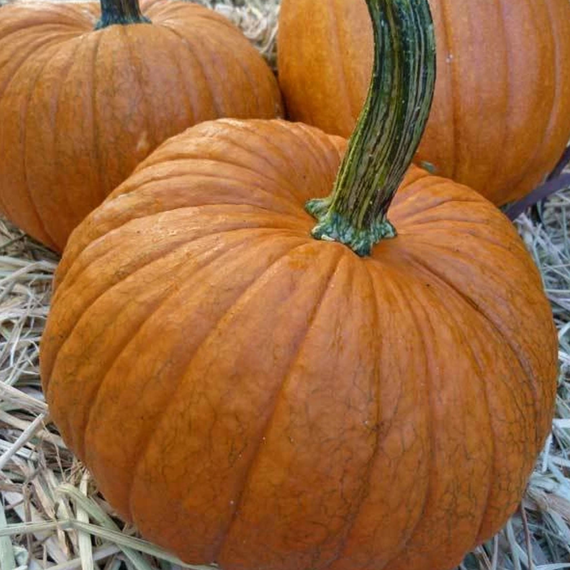 Organic Small Sugar Pumpkin - 4 g ~30 Seeds - Organic, Non-GMO, Open ...
