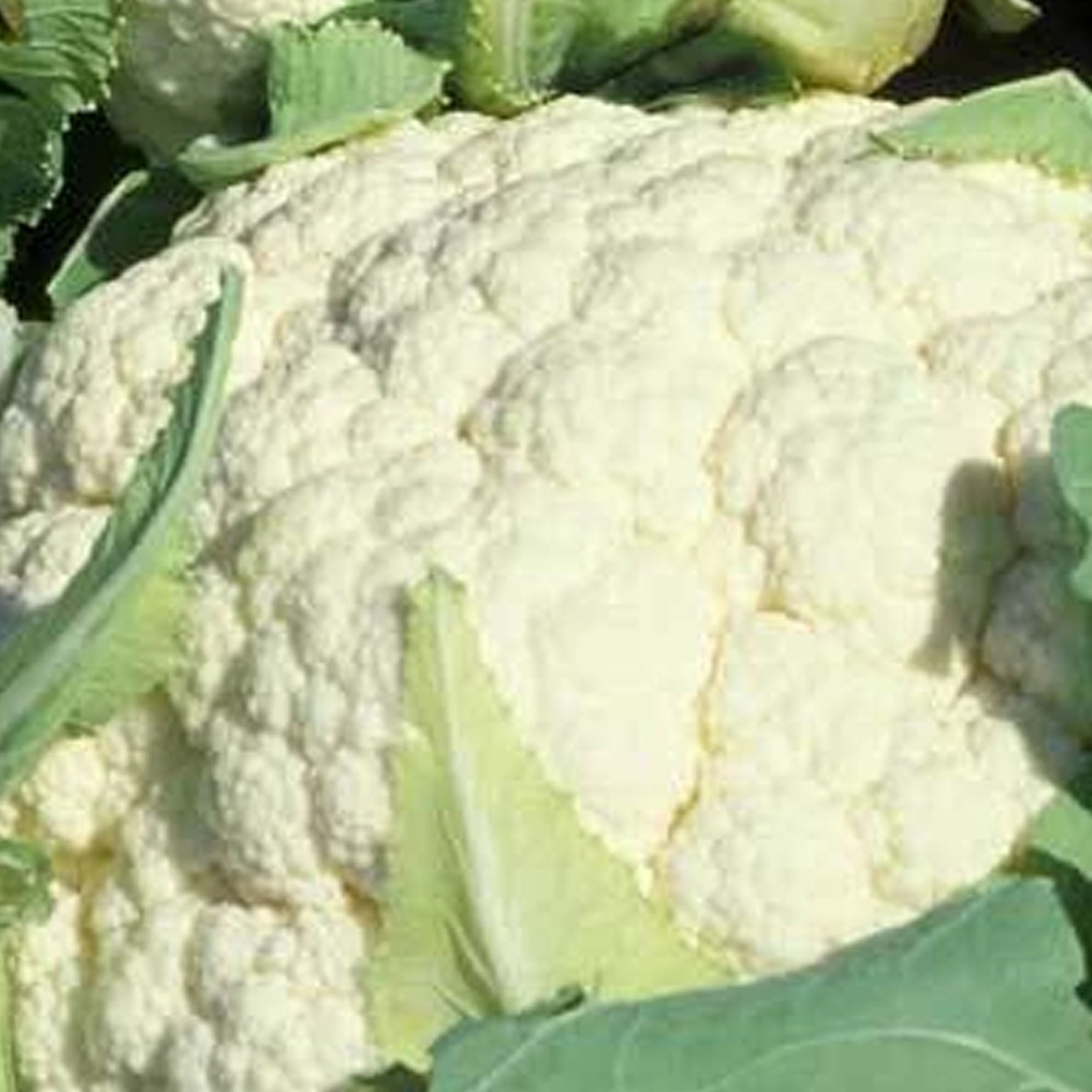 Organic Snowball Y Improved Cauliflower Seeds - 500 mg ~150 Seeds - Non ...