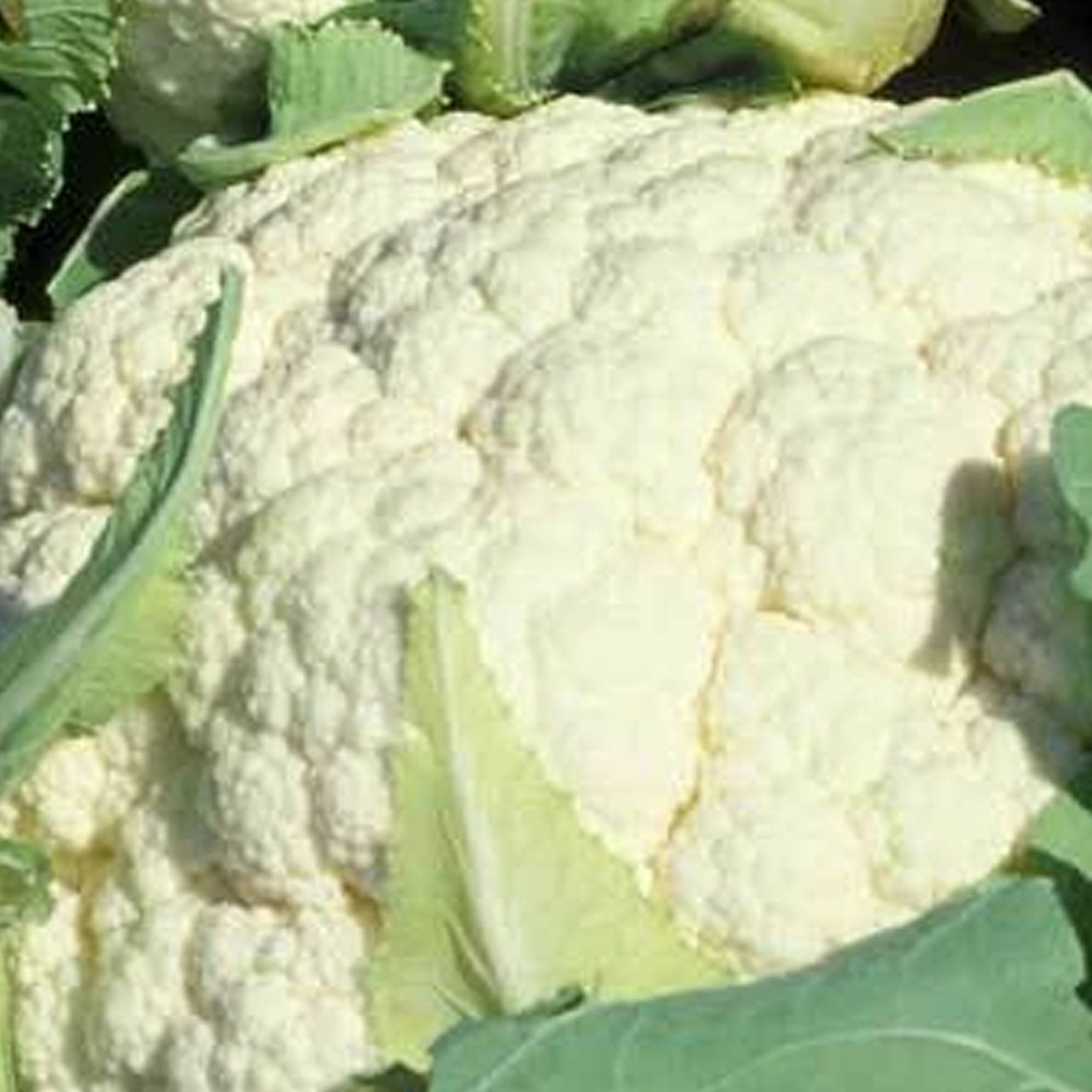 Organic Snowball Y Improved Cauliflower Seeds - 500 mg ~150 Seeds - Non ...