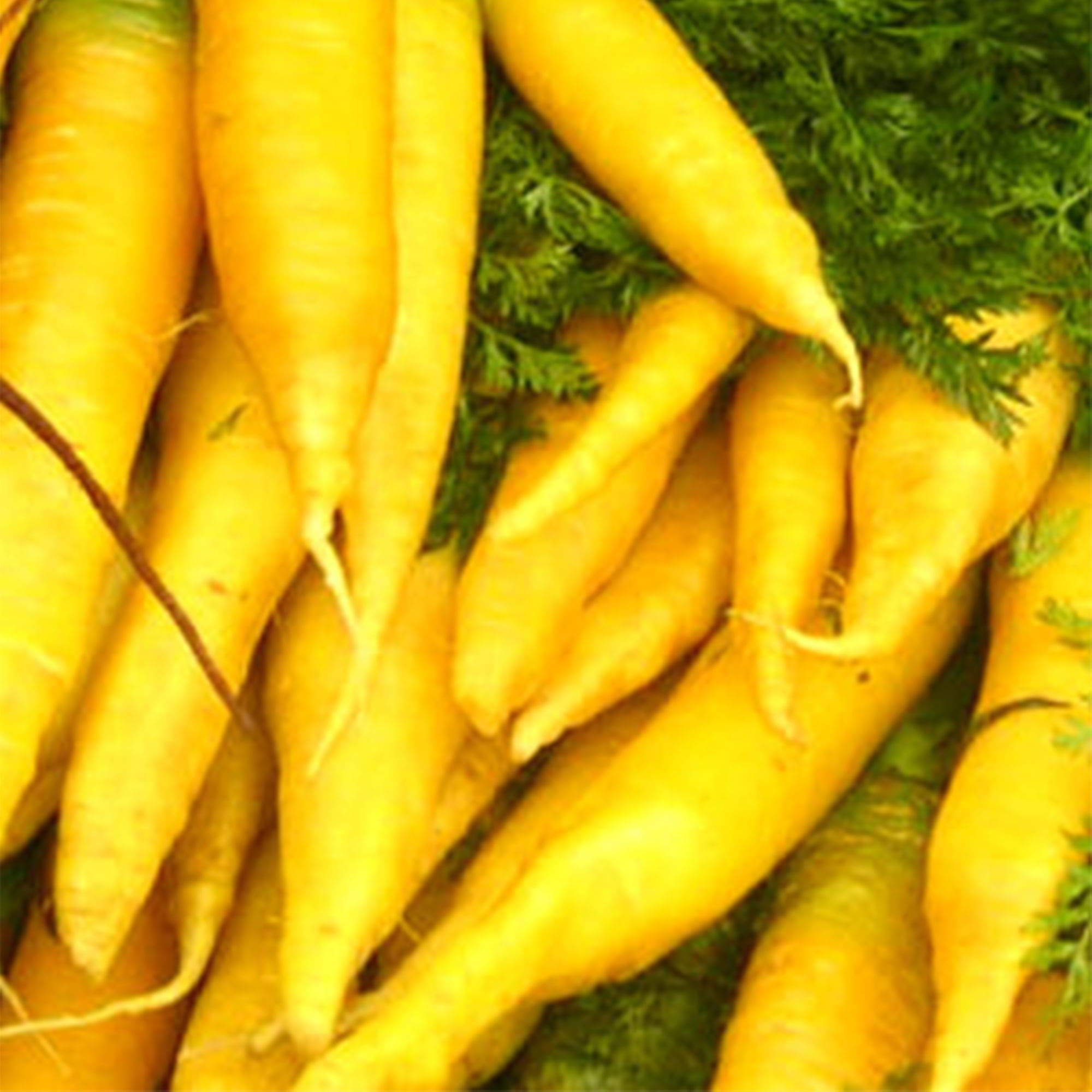 Organic Solar Yellow Carrot Seed - 500 mg ~350 Seeds - Non-GMO, Open ...