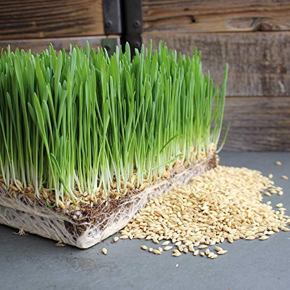 Organic Soybean Seeds – 1 Lb, Non-GMO – Perfect for Sprouting, Tofu ...