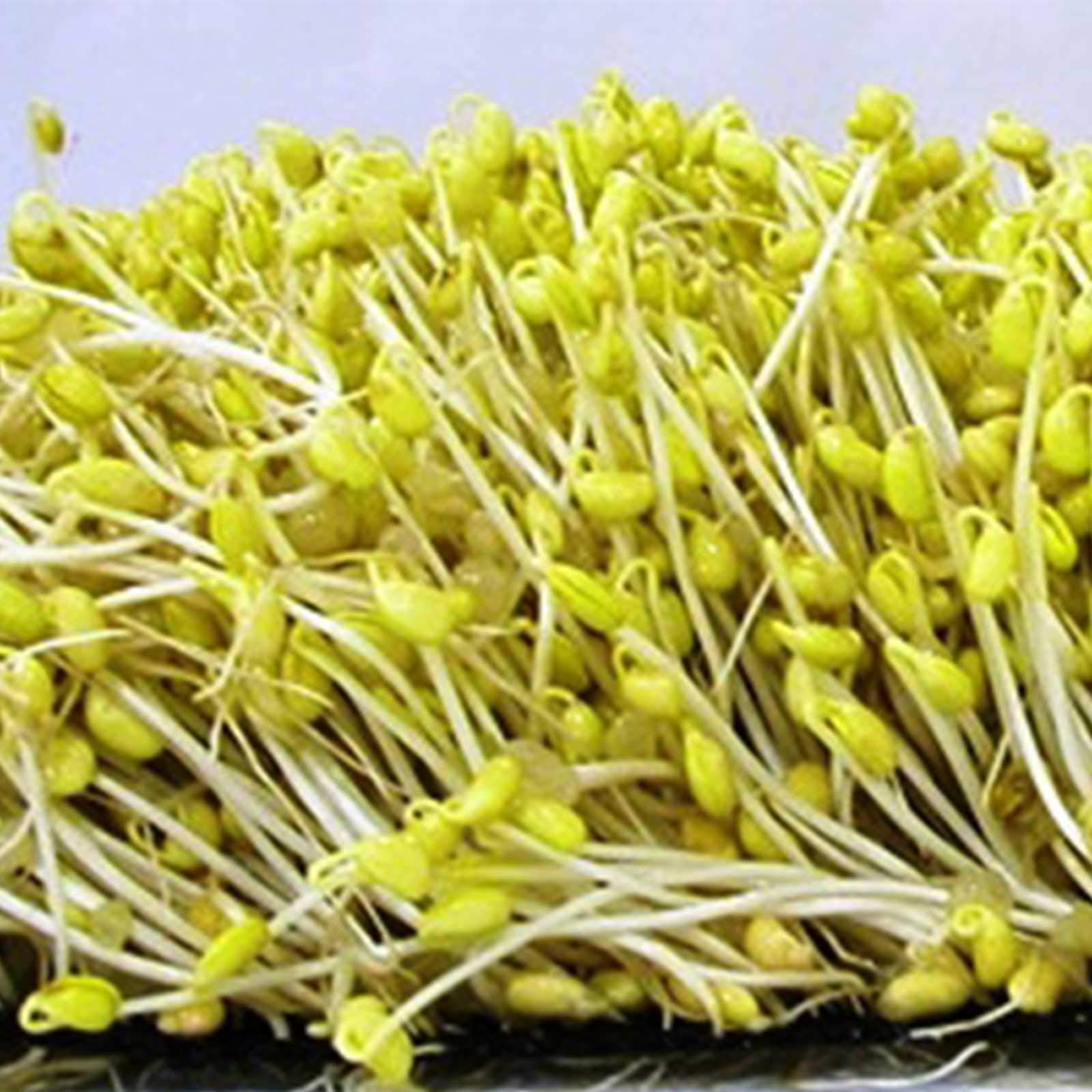 Organic Soybean Seeds TWE5 - 1 Lb, Non-GMO - Perfect for Sprouting ...