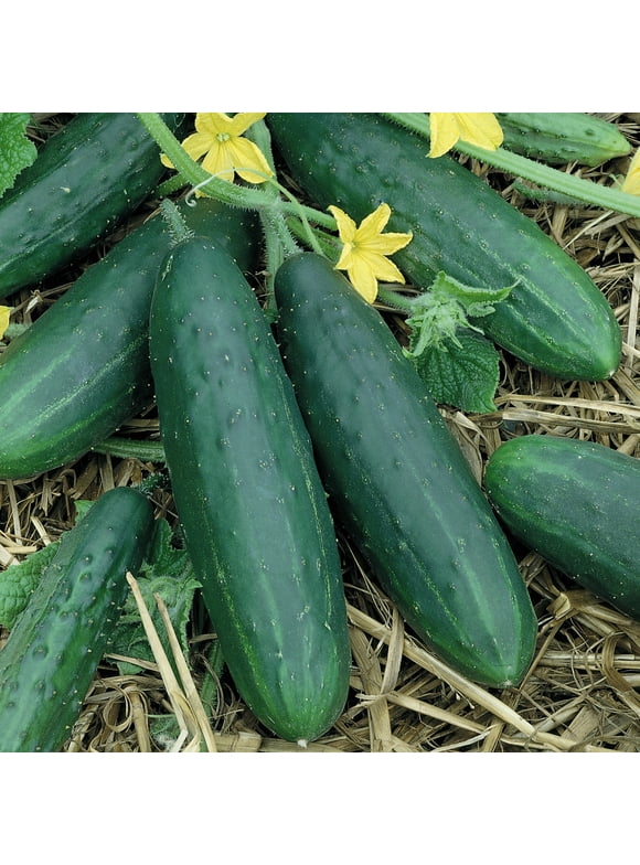 Cucumber Seeds in Seed Gardening - Walmart.com