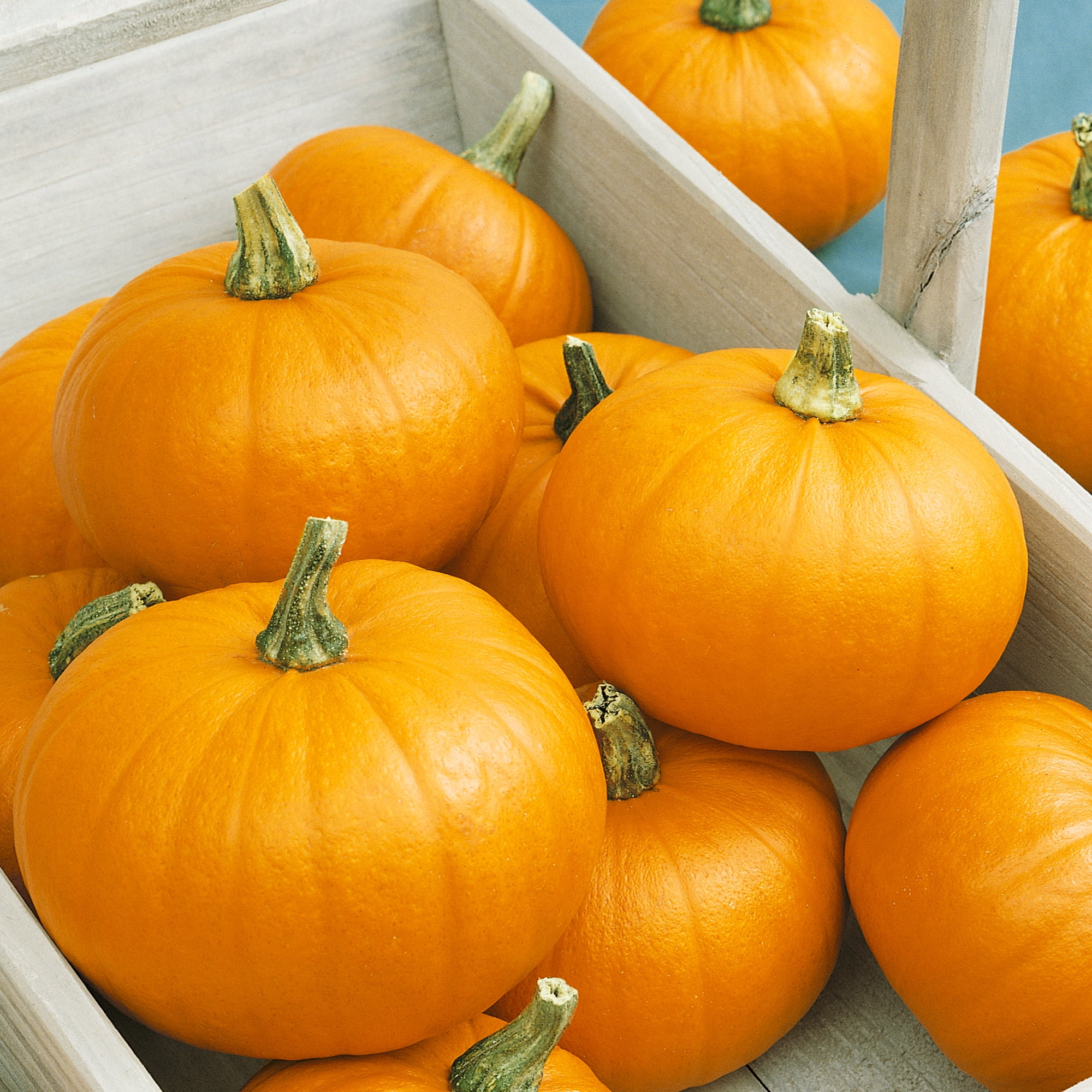 Organic Spookie Pumpkin Seeds - 1 Oz ~225 Seeds - Non-GMO, Certified ...