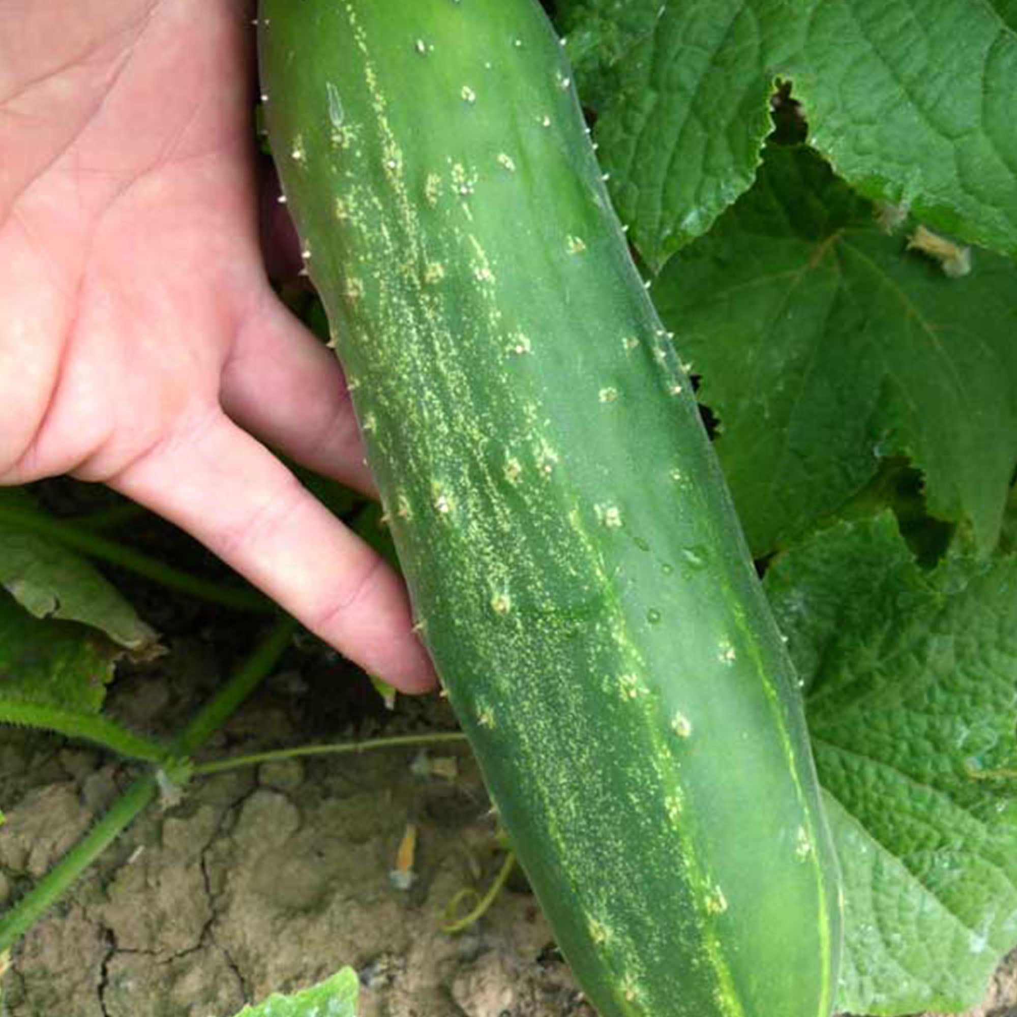 Organic Straight Eight Cucumber Seeds - 1 OZ ~950 Seeds - Non-GMO, Open ...