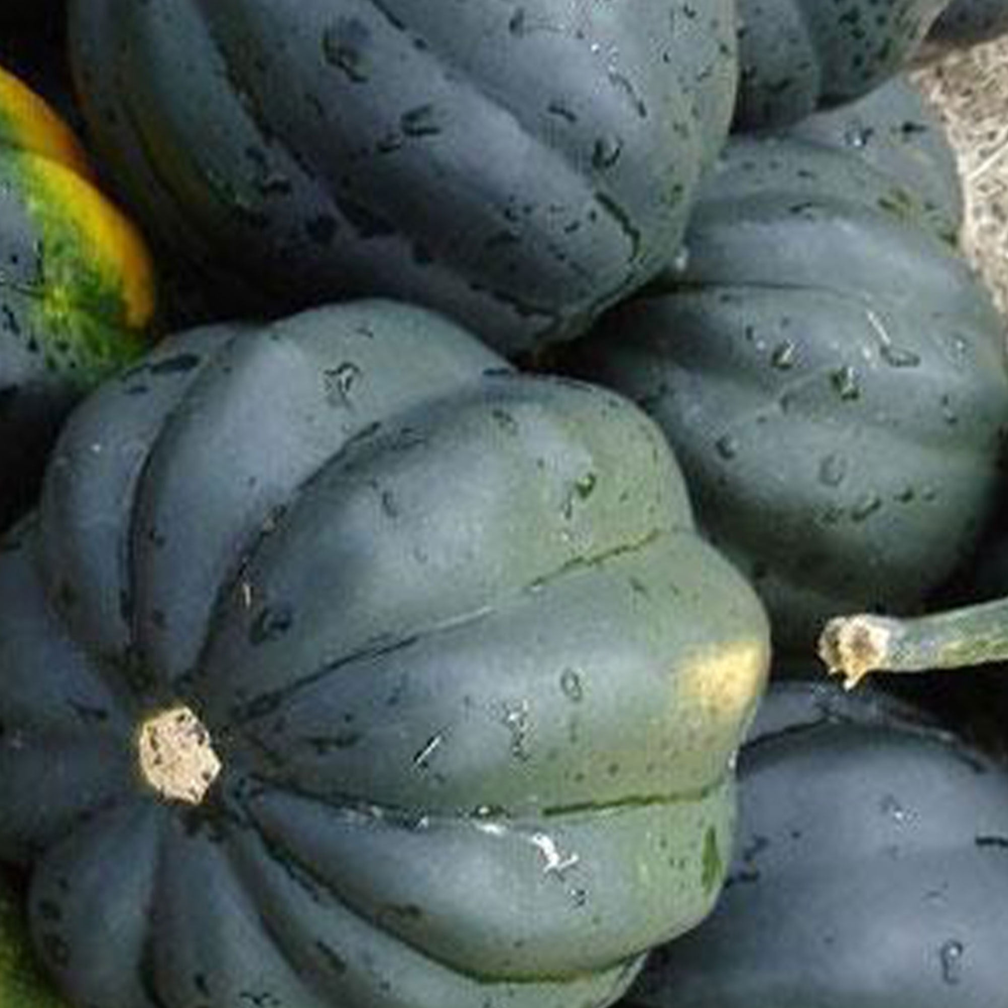 Organic Table King Bush Acorn Squash Seed - 4 g ~25 Seeds - Organic ...