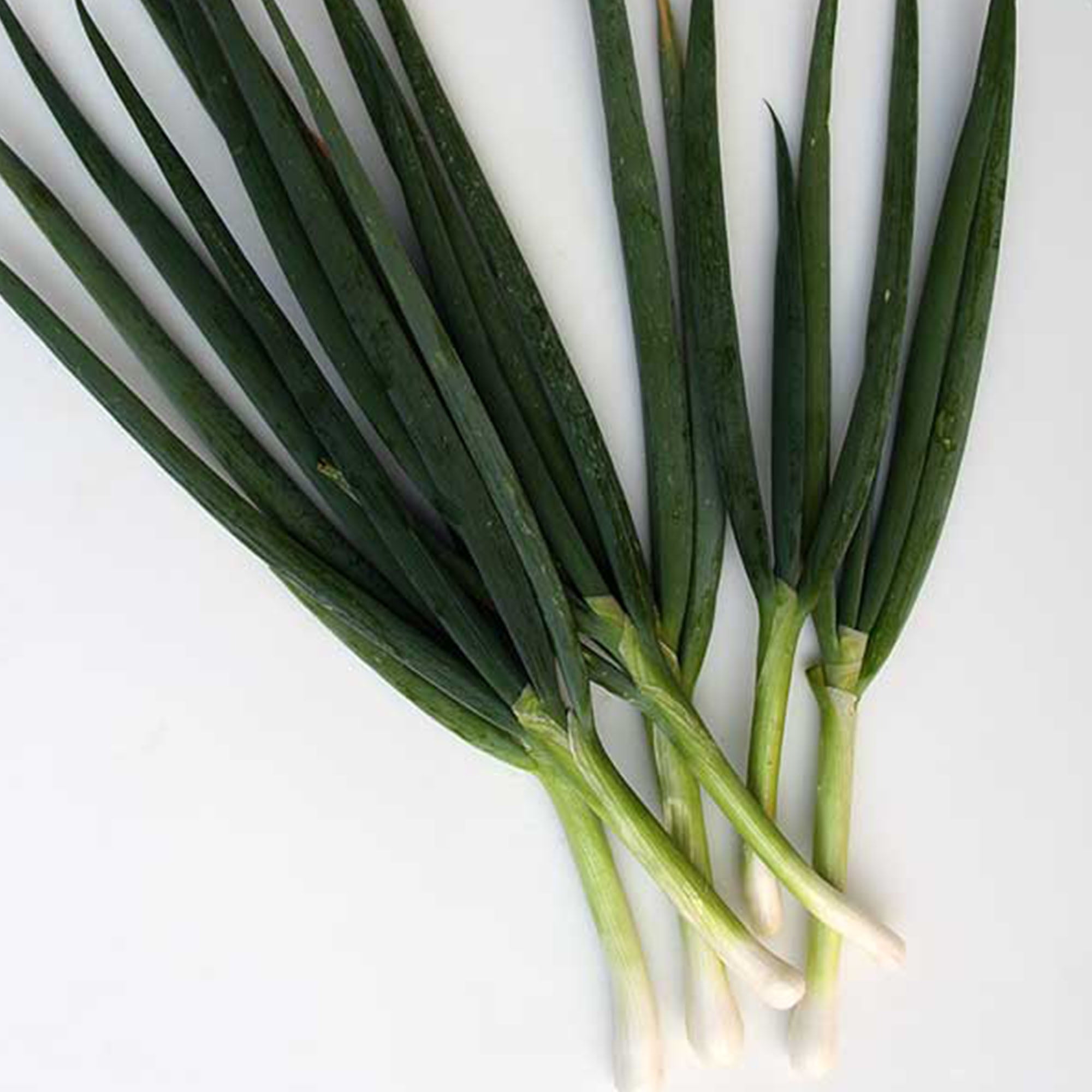 Organic Tokyo Long White Bunching Onion - 1 g ~300 Seeds - Organic ...