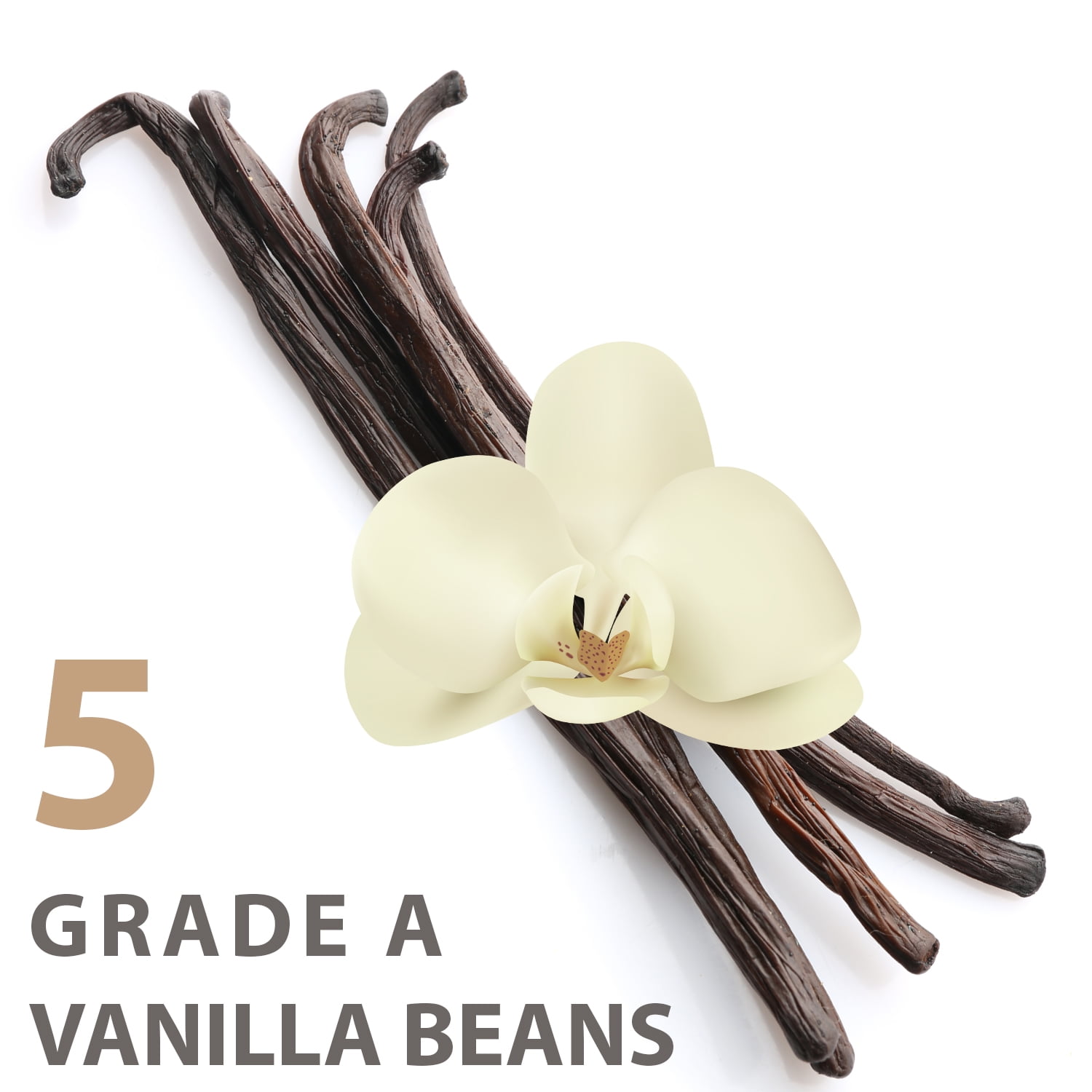 Organic Vanilla Beans (Extra Large) | 5 Pack | Grade A Vanillin ...