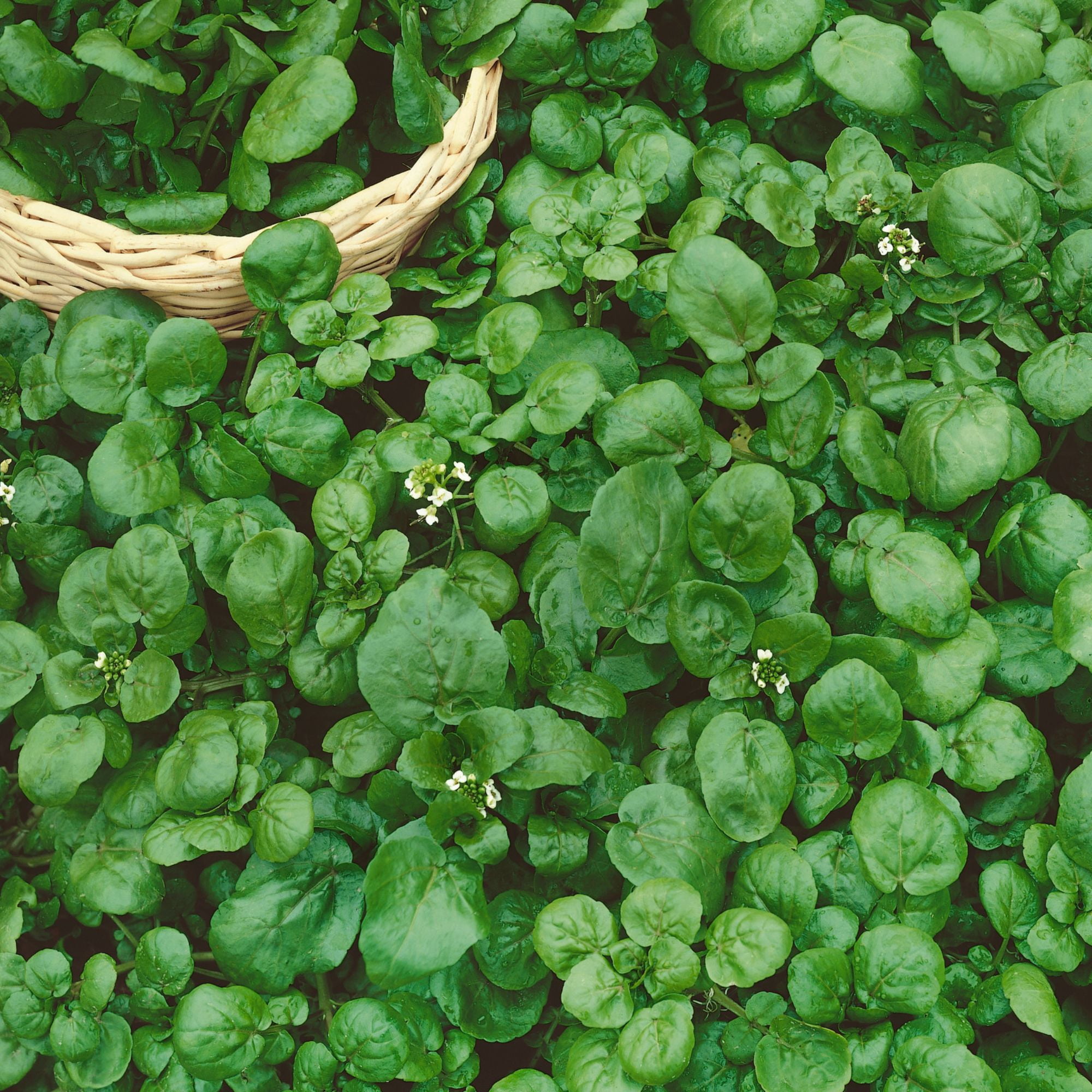 Organic Watercress Cress Seeds 1 Lb ~352,000 Seeds – Non-GMO, Heirloom ...