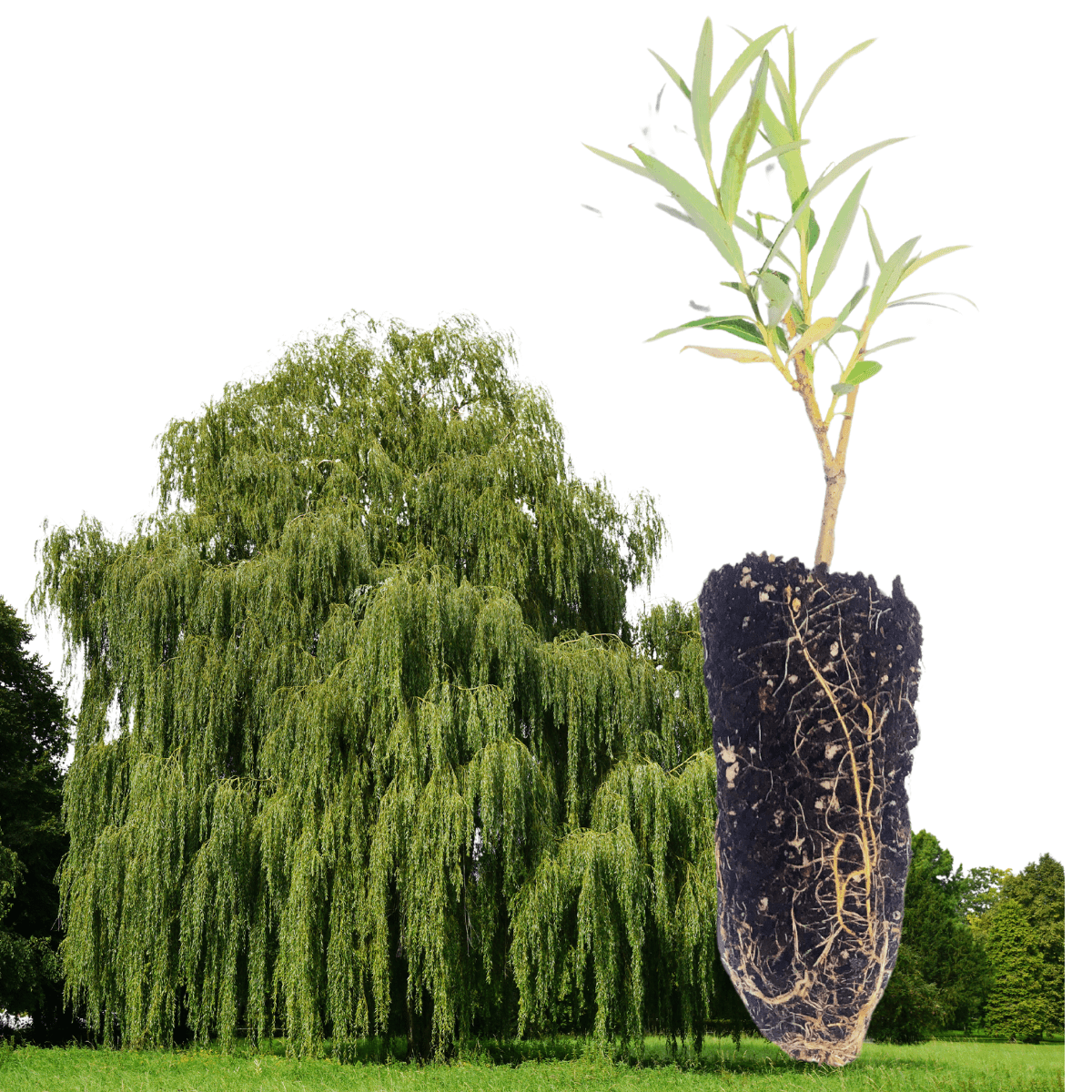 Organic Weeping Willow (Salix babylonica) Tree in 2.5-inch Pot by Smoke ...