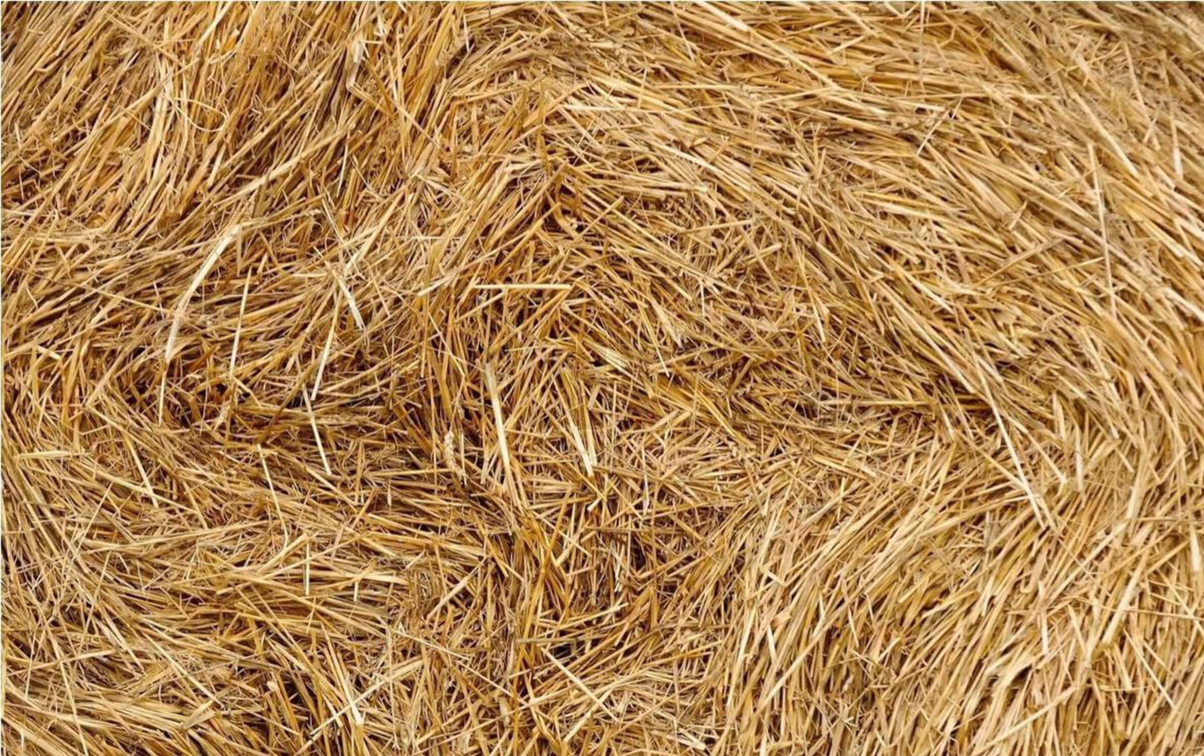 Premium Organic Wheat Straw - Natural, Ideal for Gardening, Animal ...