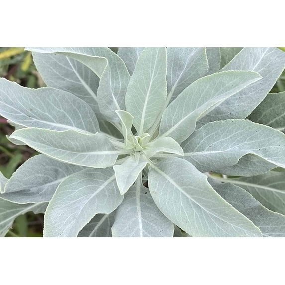 Organic White Sage-Herb-Smudge Plant- Live Starter Plant - Walmart.com
