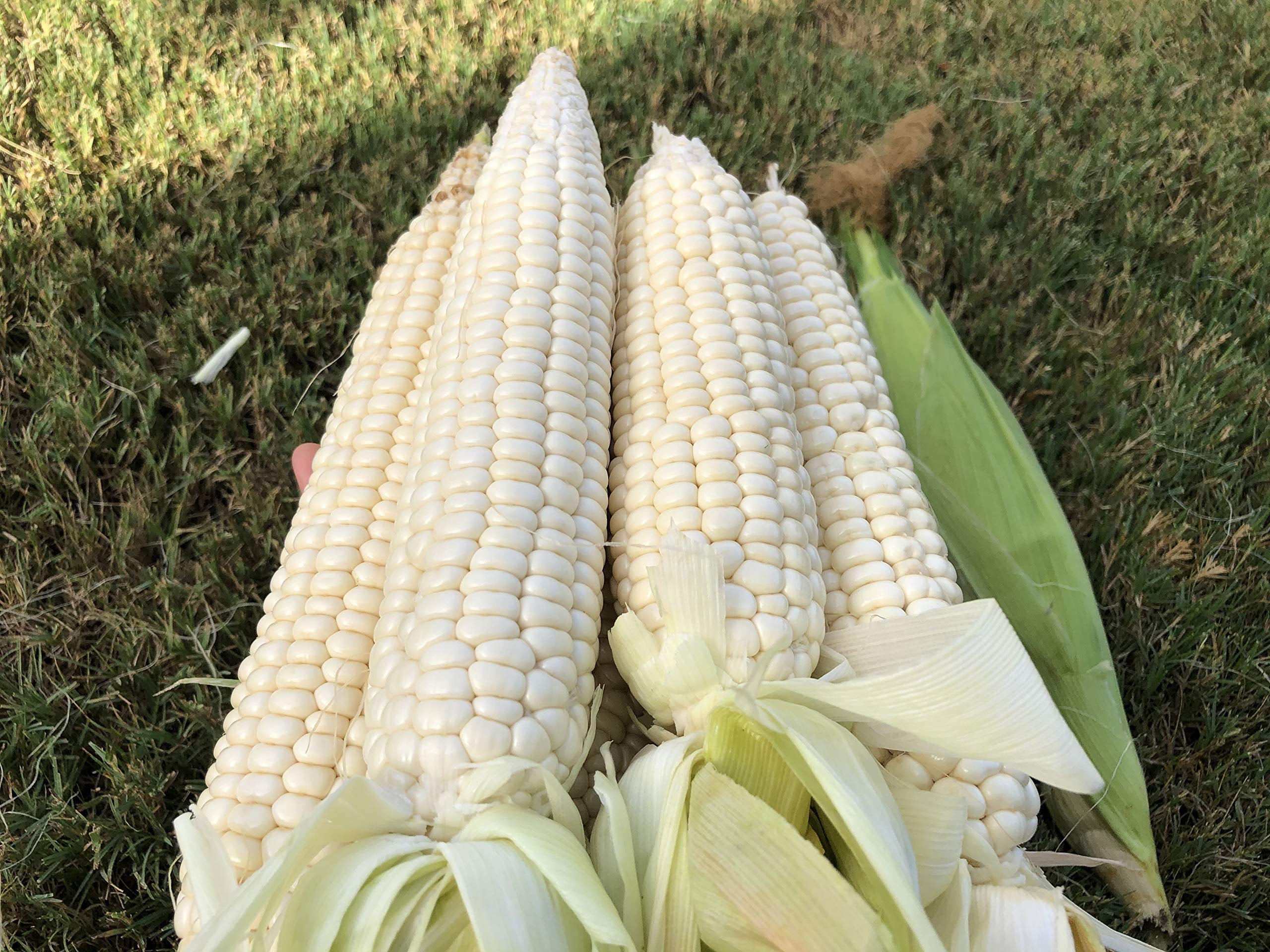 Organic White Sticky TWE5 Corn/ White Waxy Corn/ Bắp nếp trắng ( bắp ...
