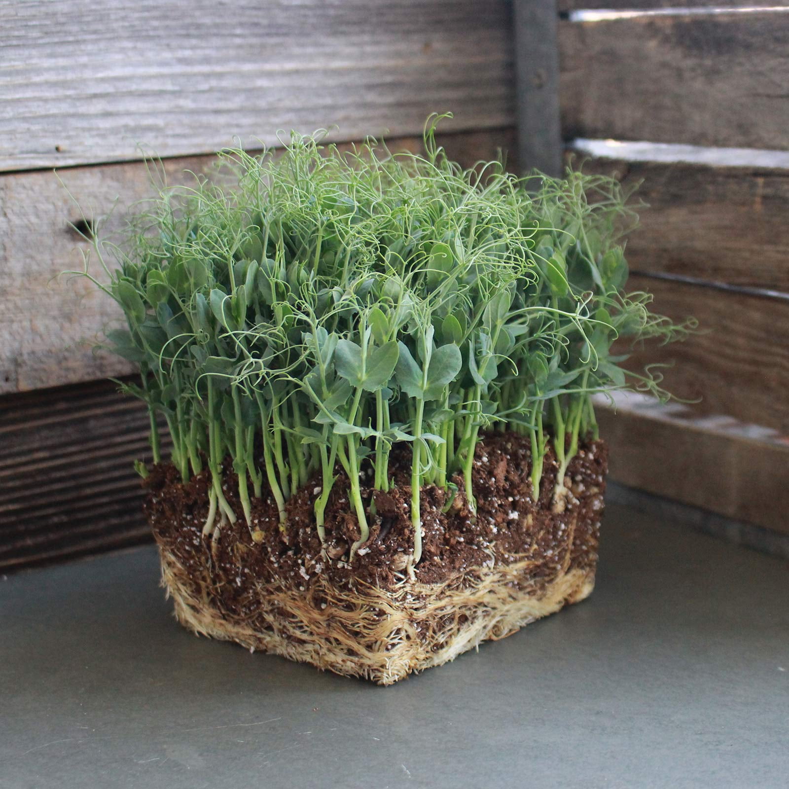 Organic Yellow Pea Sprouting Seeds - 50 Lb Bulk - Non-GMO, Heirloom ...