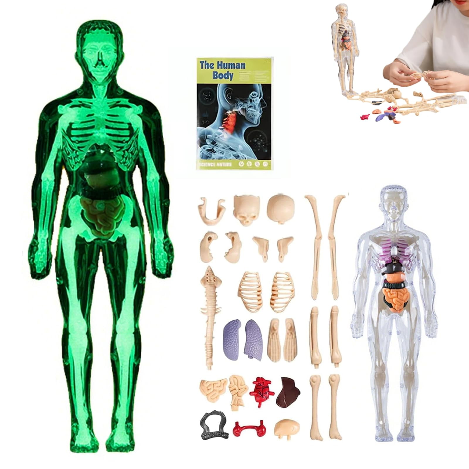 Organizeh Clear Human Body Structure Model, 29 Piece 3D Anatomy Figure ...