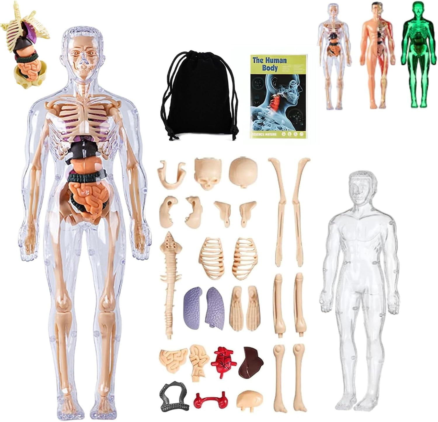 Organizeh Clear Human Body Structure Model, 29 Piece Anatomy Figure 3D ...