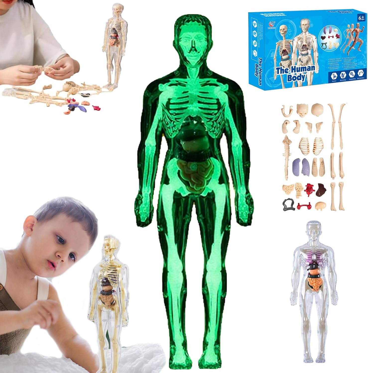 Organizeh Clear Human Body Structure Model, 29 Piece Anatomy Figure 3D ...