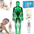 Organizeh Clear Human Body Structure Model, 29 Piece Anatomy Figure 3D ...