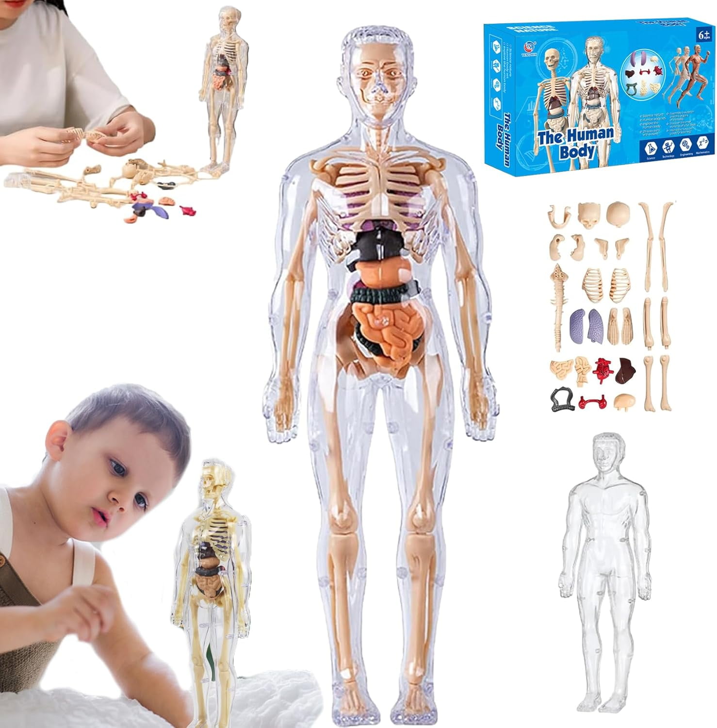 Organizeh Clear Human Body Structure Model, 29 Piece Anatomy Figure 3D ...