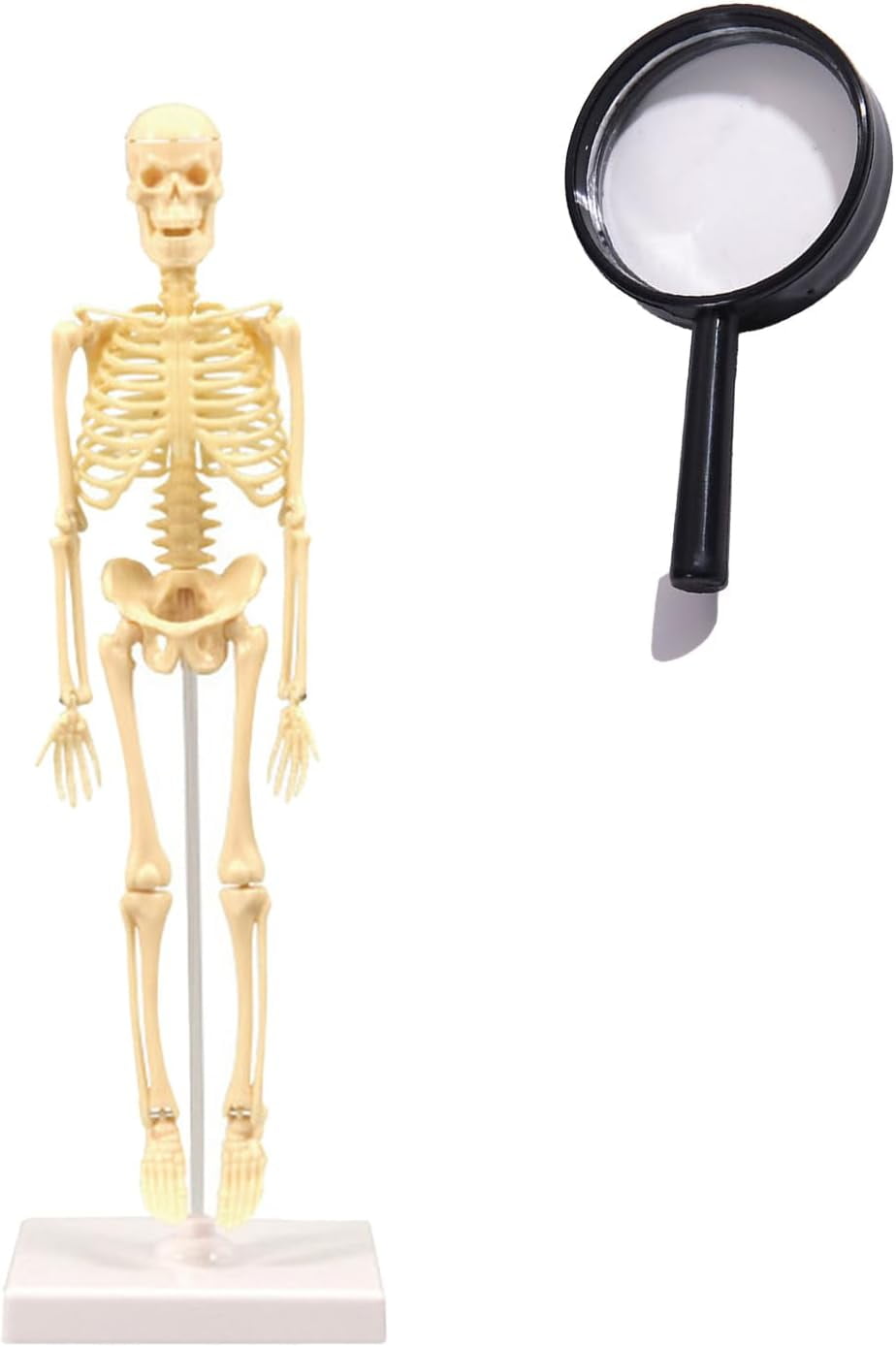 Organizeh Clear Human Body Structure Model, 29 Piece Anatomy Figure 3D ...