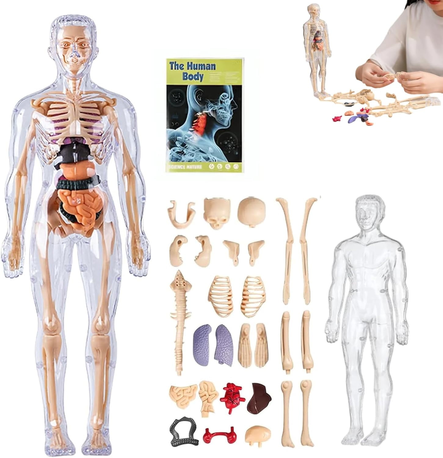 Organizeh Clear Human Body Structure Model, 29 Piece Anatomy Figure 3D Anatomy Kit, DIY ...