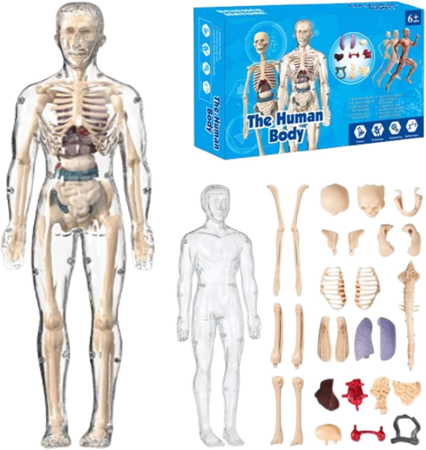 Organizeh Clear Human Body Structure Model, 29 Piece Anatomy Figure 3D ...