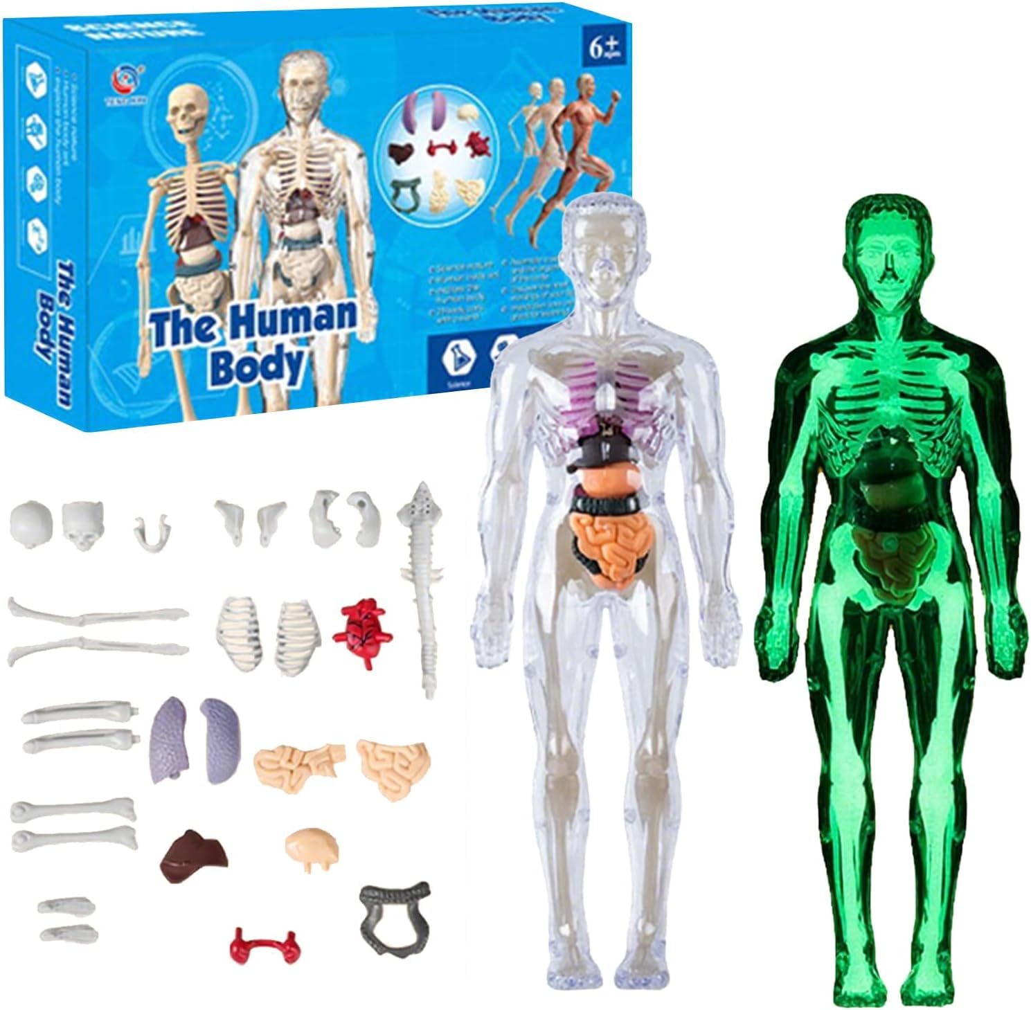 Organizeh Clear Human Body Structure Model - 29-Piece Set, Removable ...